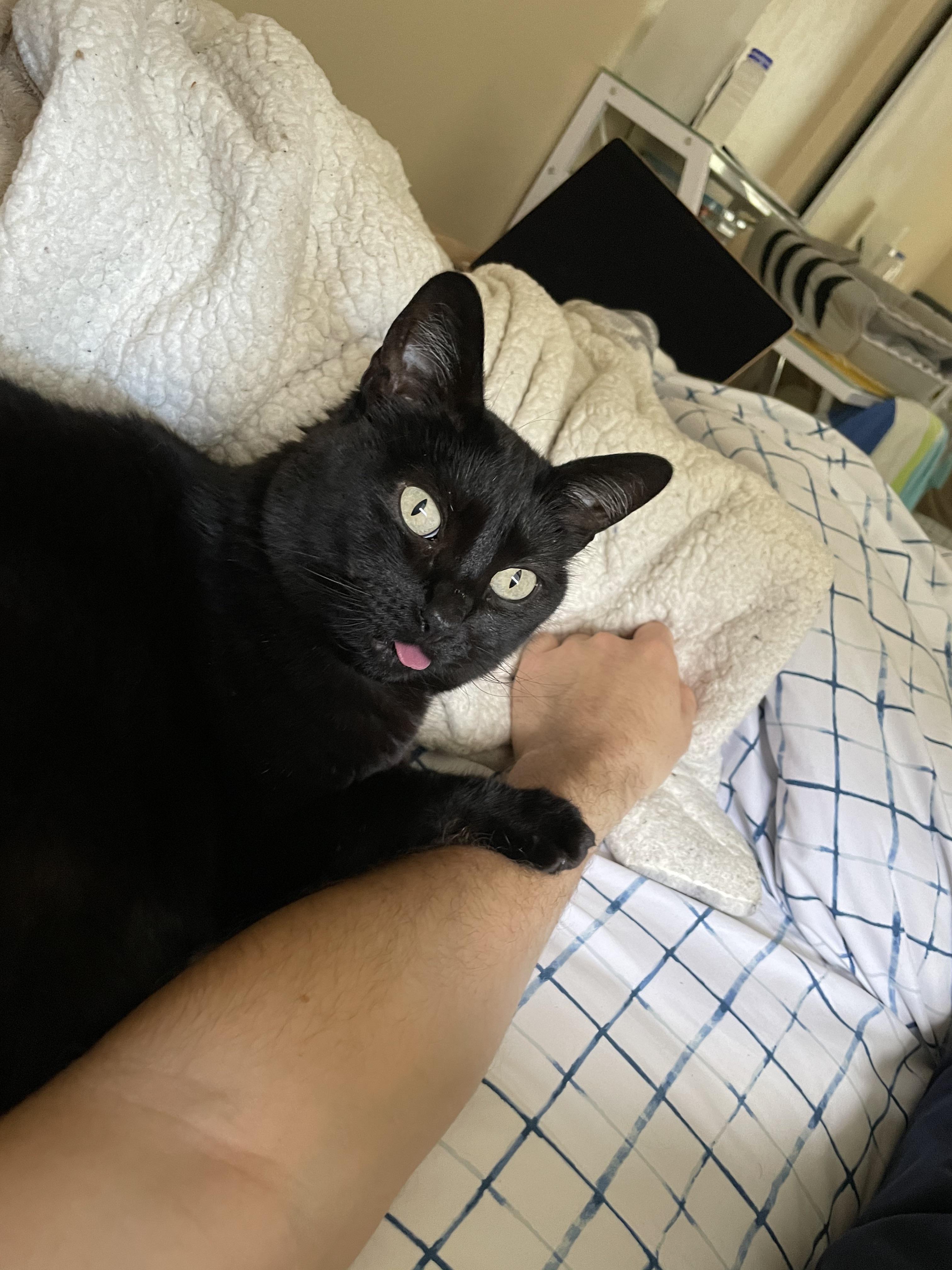 Mid-Lick Blep 👁 👅 👁 | Scrolller