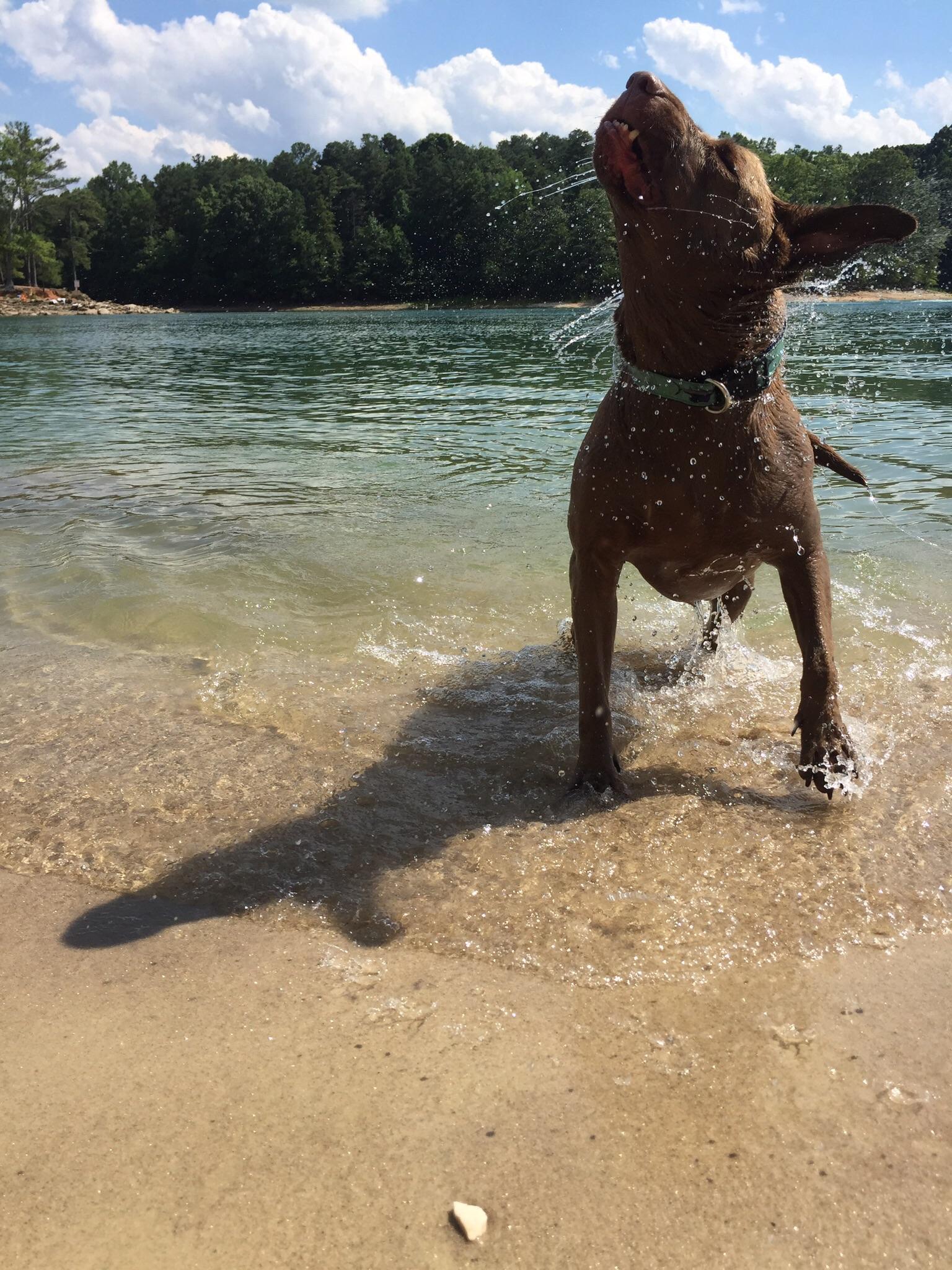 Discover more like BeachDogs: Mid-shake doggo and Related Content | Scrolller