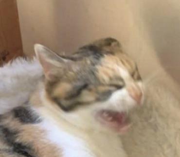 Mid sneeze | Scrolller