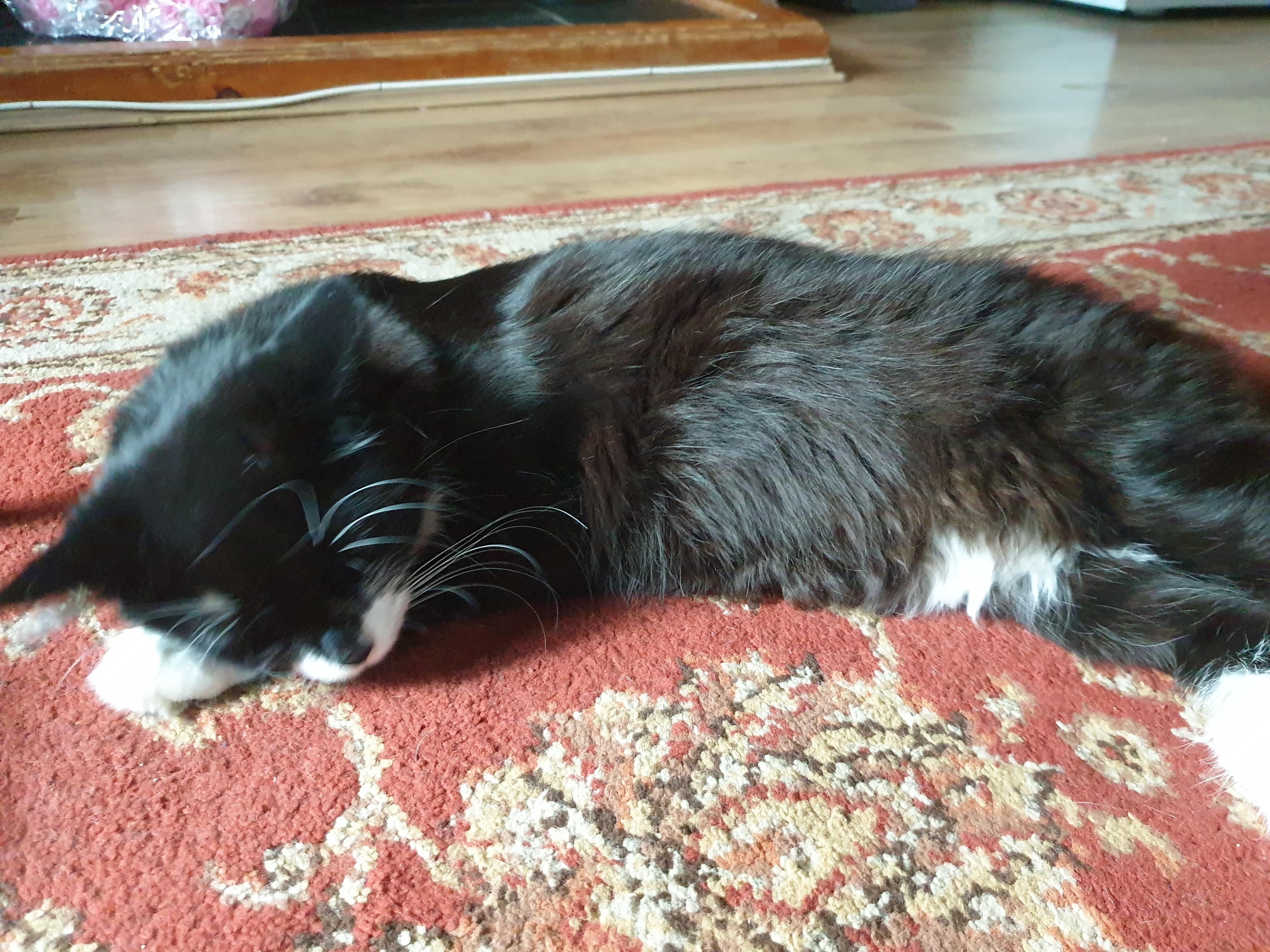 midnight pt 2 | Scrolller