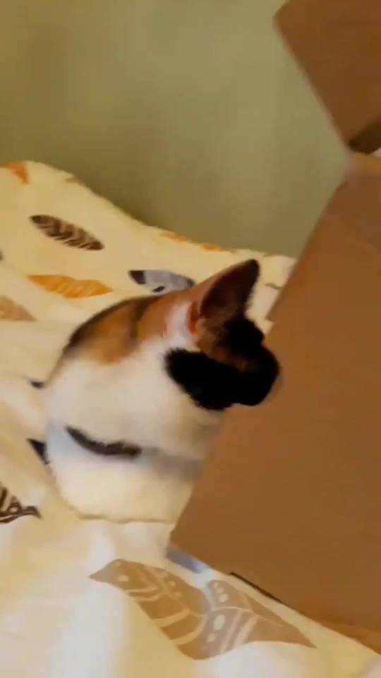 Mildly startled by the cat trap | Scrolller