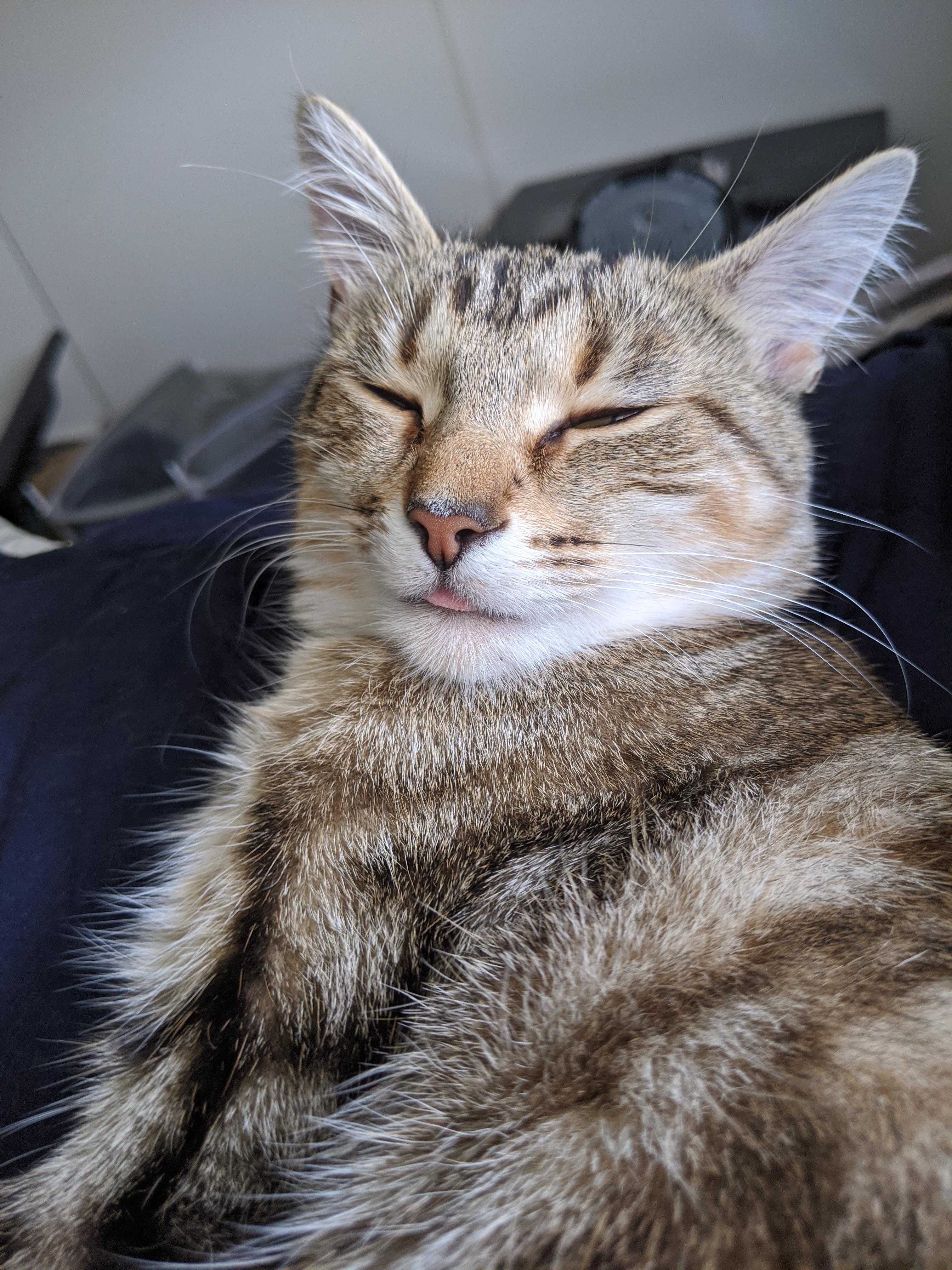 Mildred's very cute, very tiny blep | Scrolller
