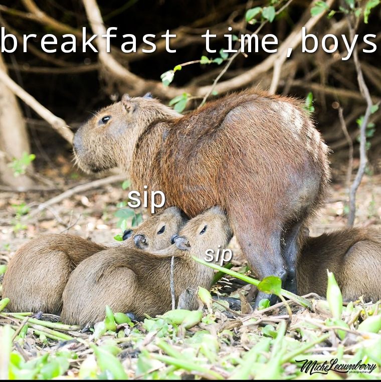 milk time | Scrolller