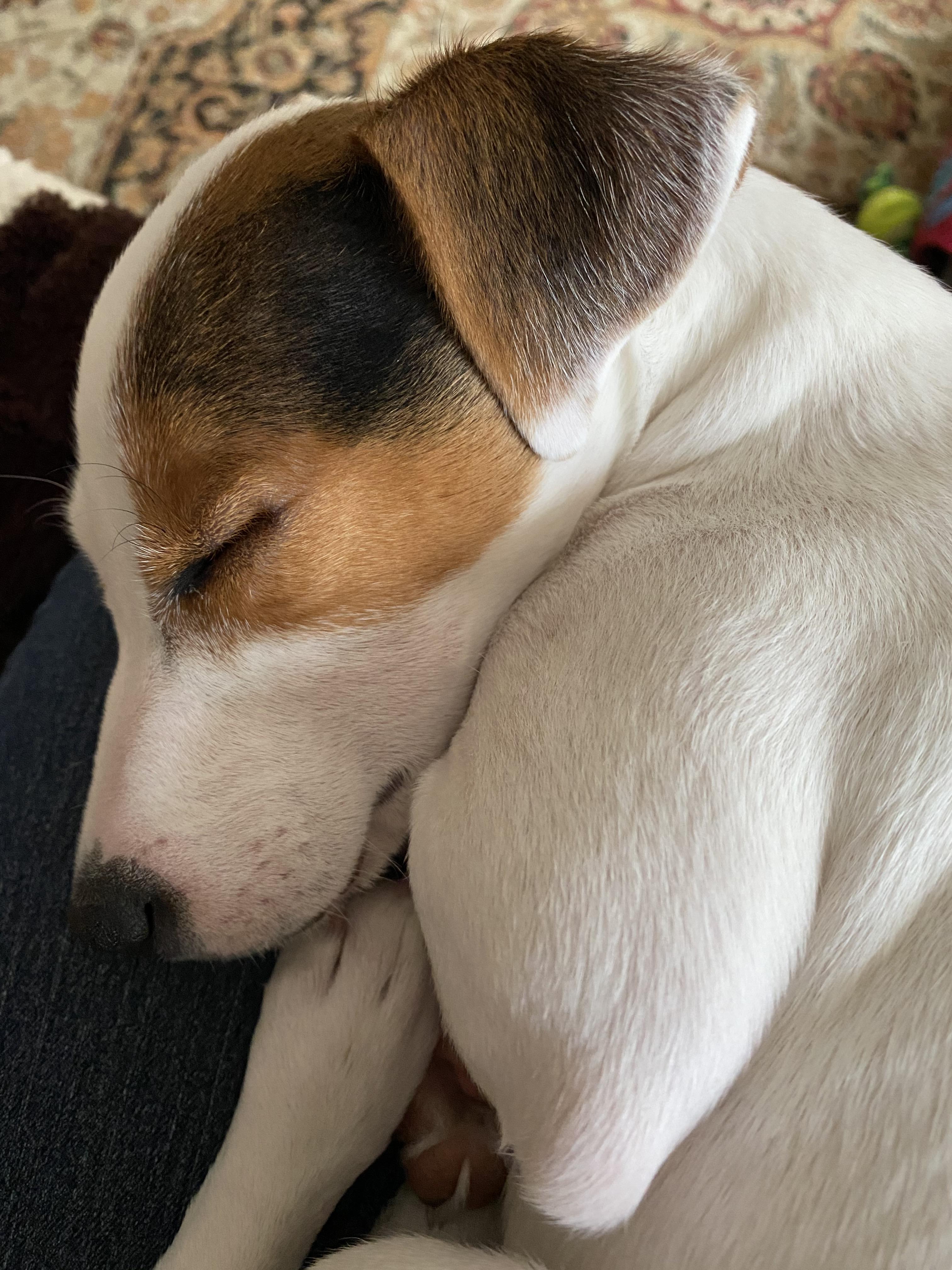 Millie’s nap time. | Scrolller