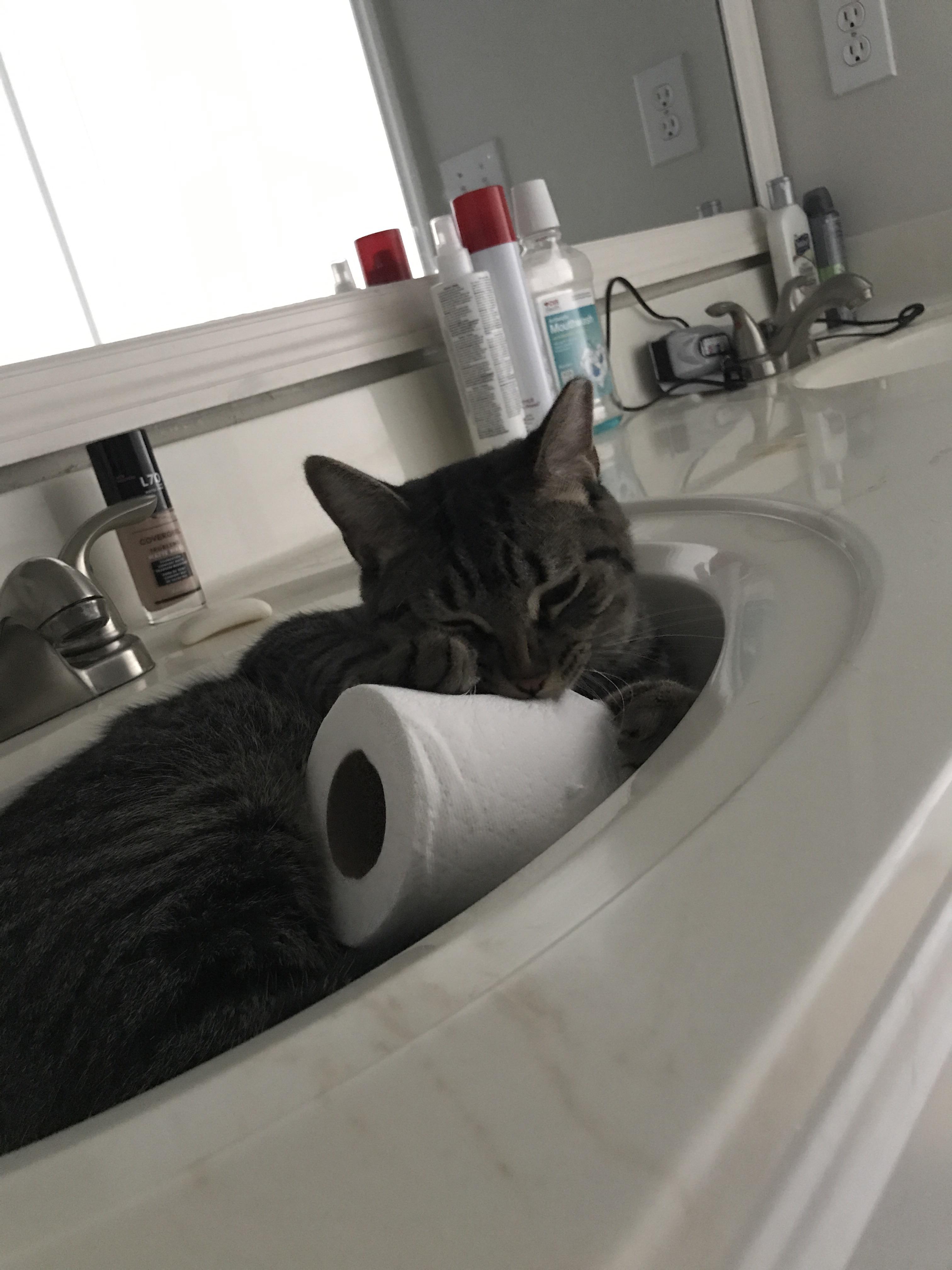 Milo has a thing for toilet paper | Scrolller