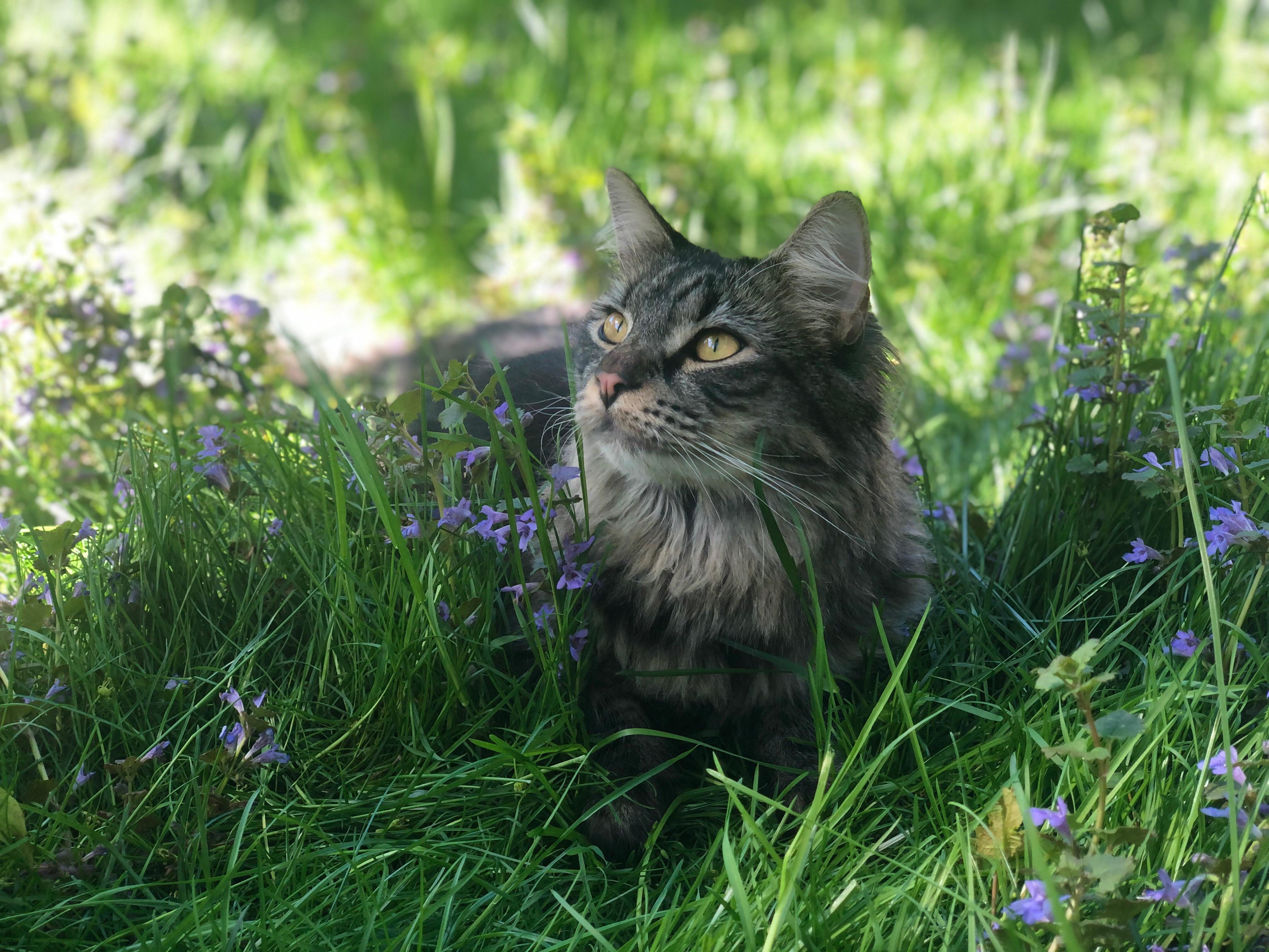 Milo is a handsome boi | Scrolller