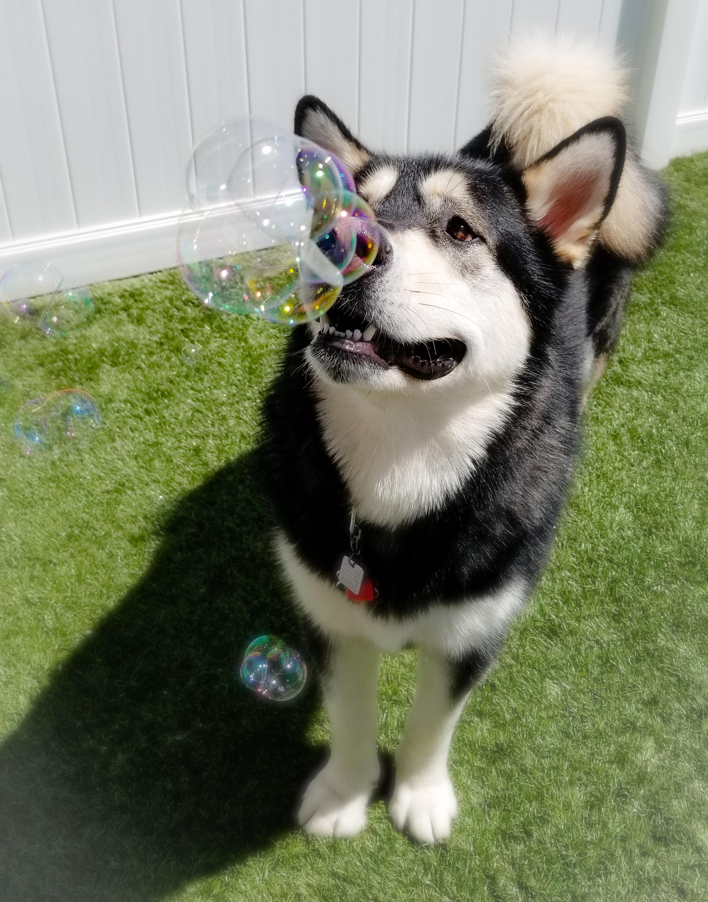 Milo ♡'s Bubbles! | Scrolller