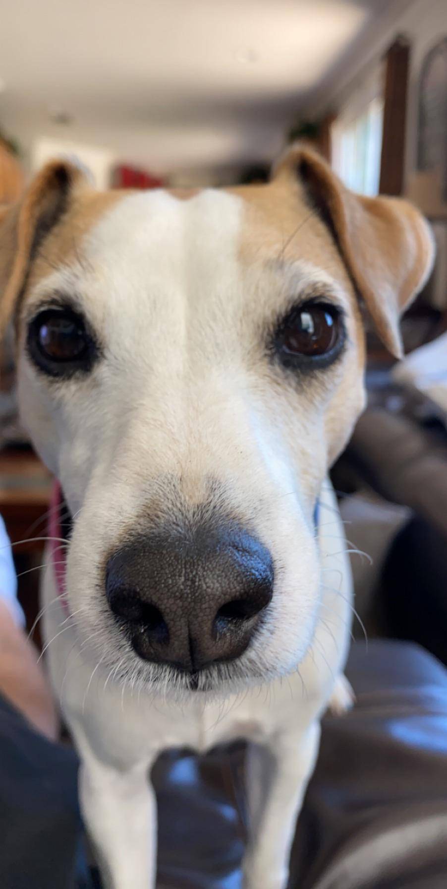 Milo says hello | Scrolller