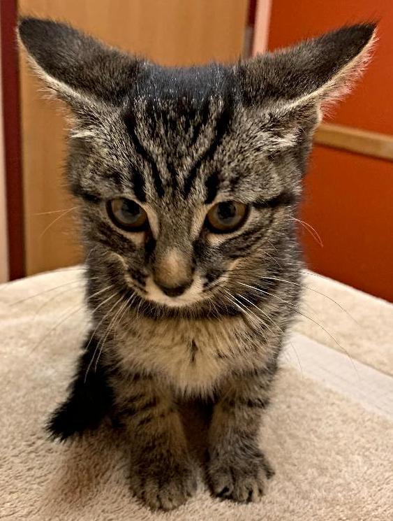 Mini biplane ready for first flight | Scrolller