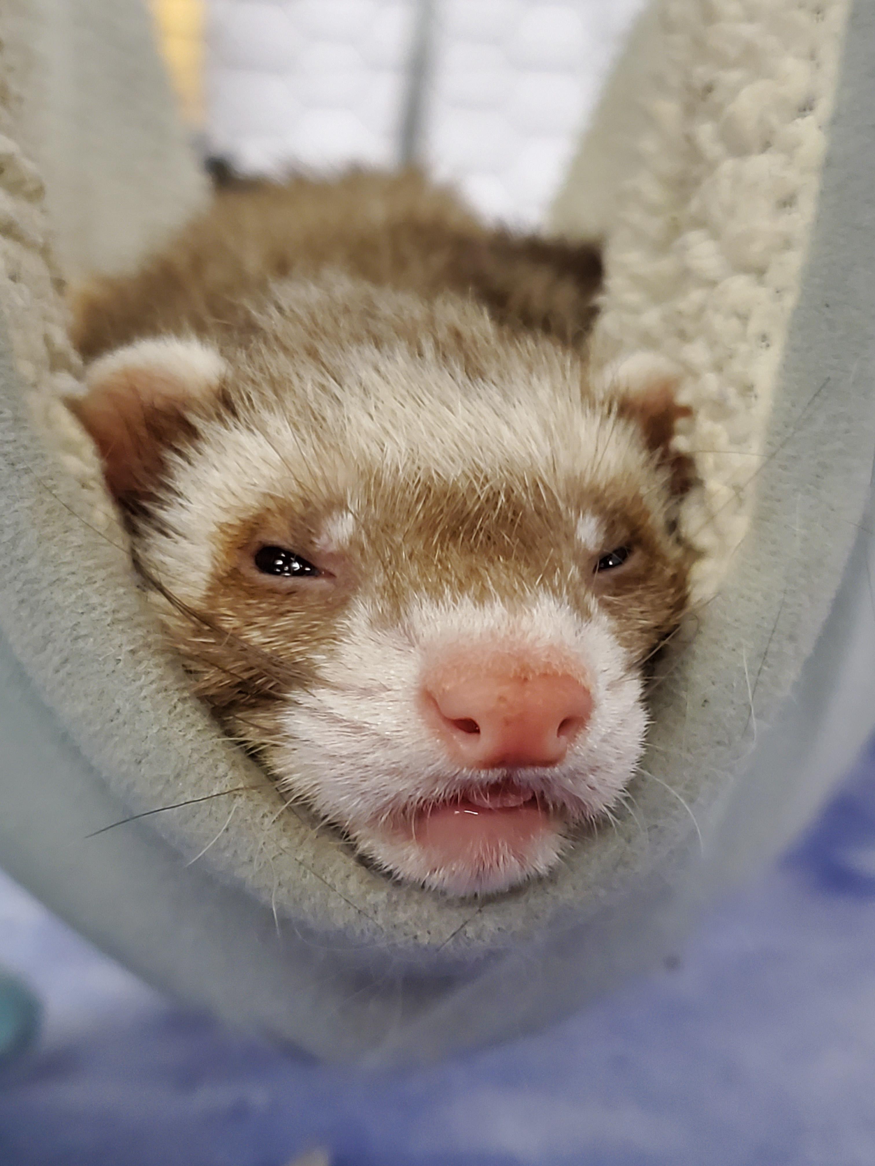 Mini mlem? | Scrolller