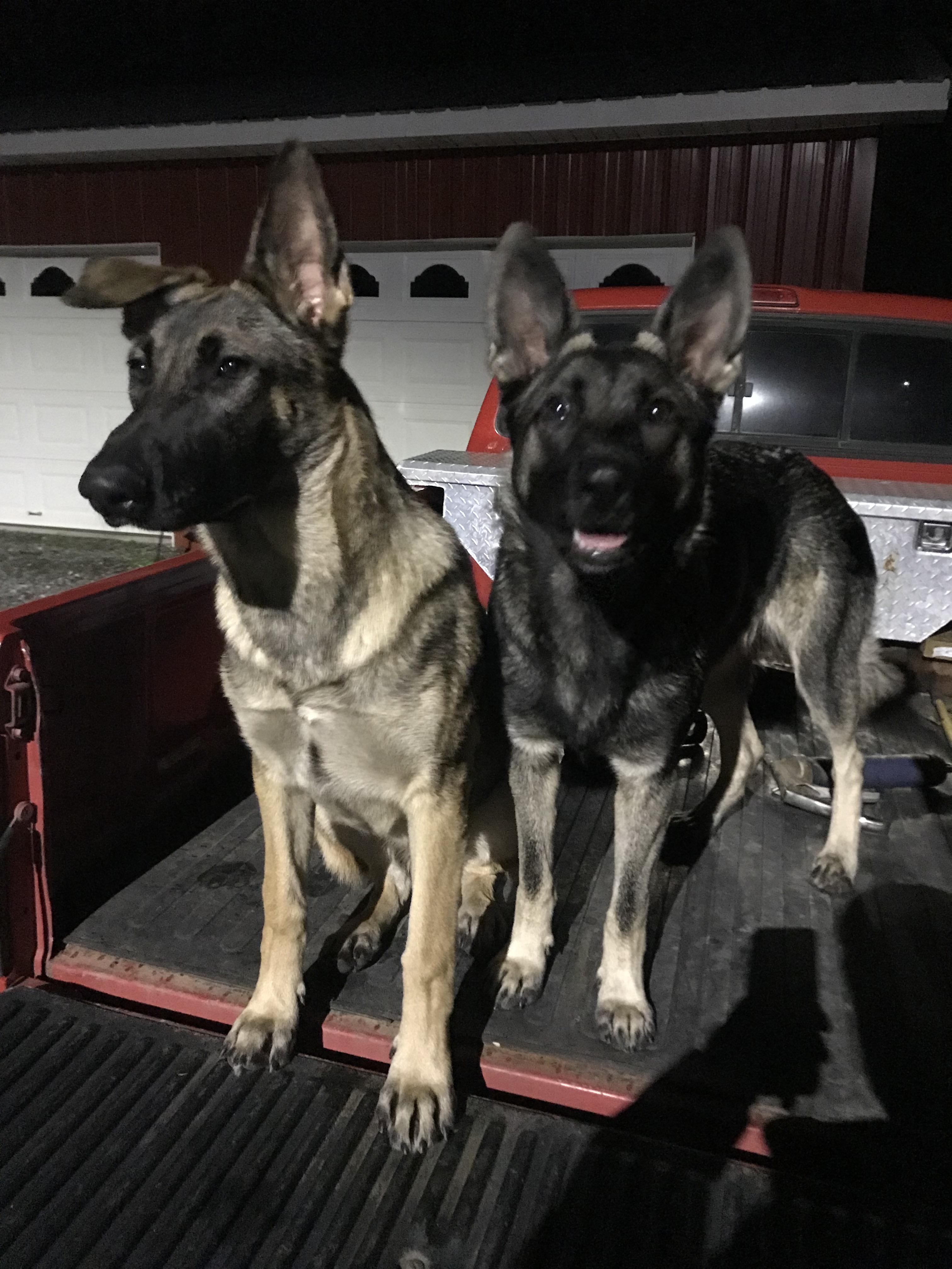 Mischievous Mia and Jacklyn the Fur Missile | Scrolller