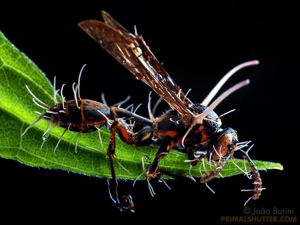 Mischocyttarus wasp parasitized by a Cordyceps fungus in Ecuador | Scrolller