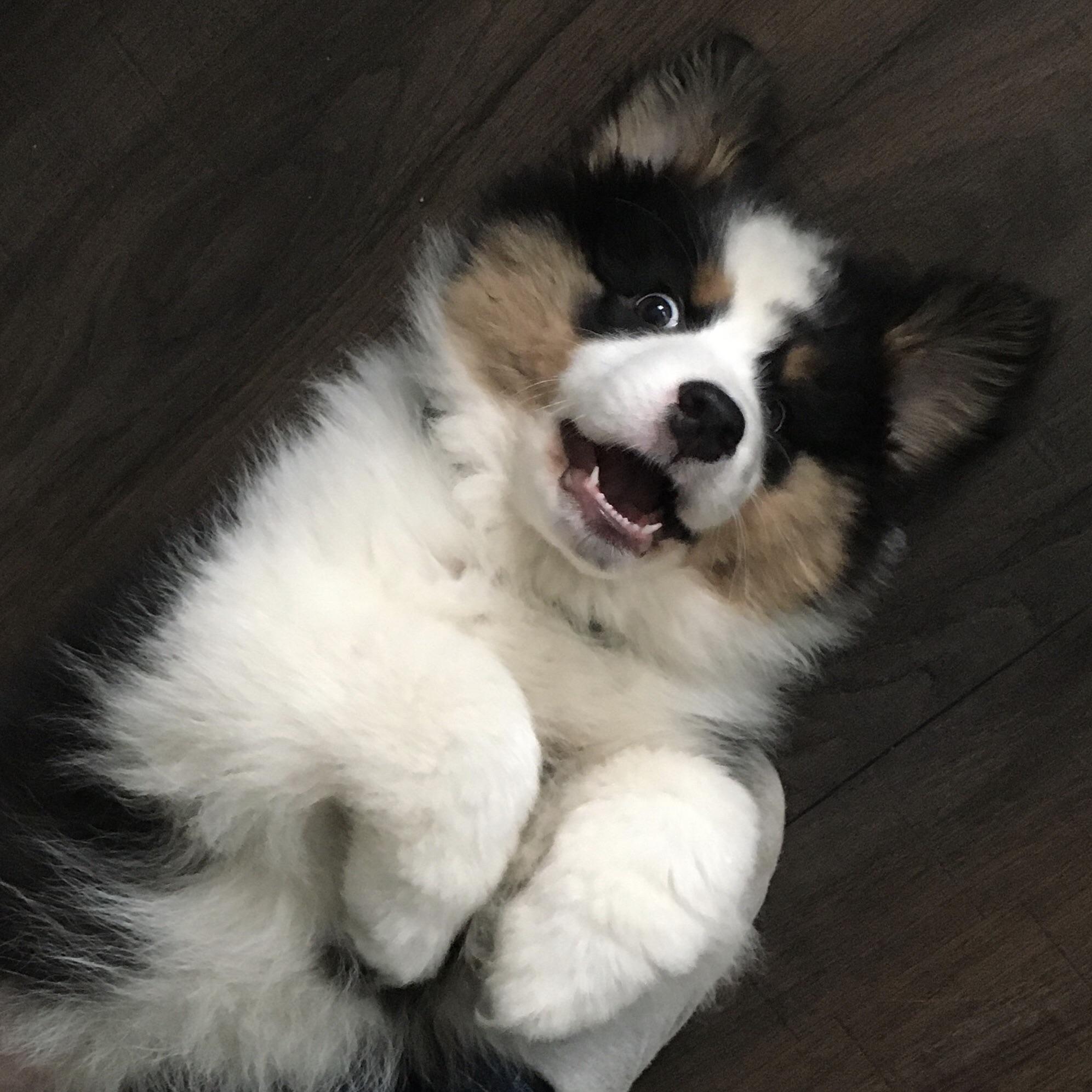 Miss Derp | Scrolller