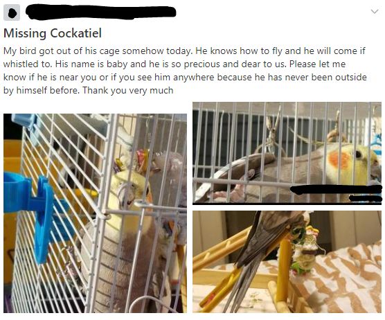 Missing bird | Scrolller