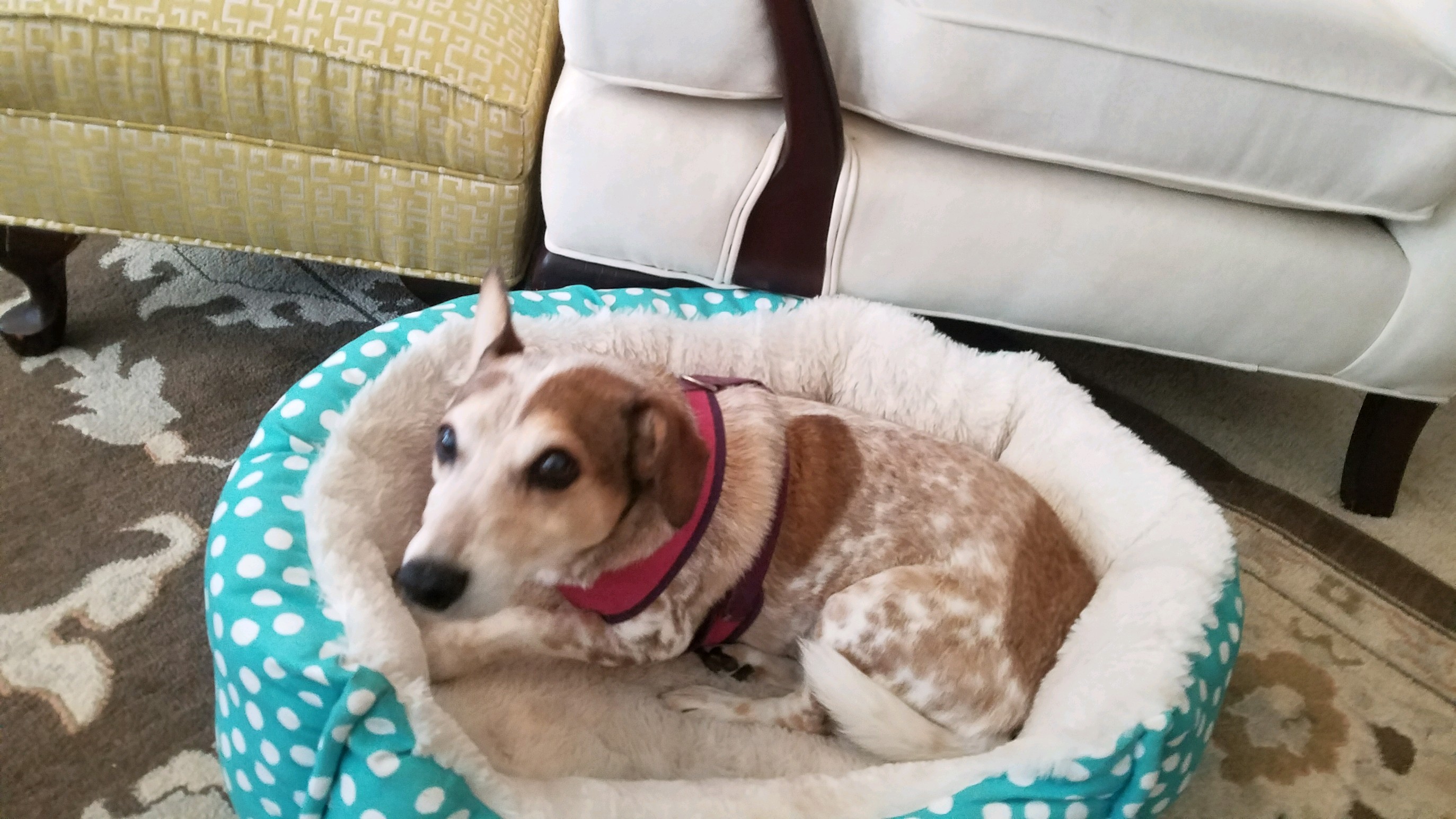 Missing Dog | Scrolller