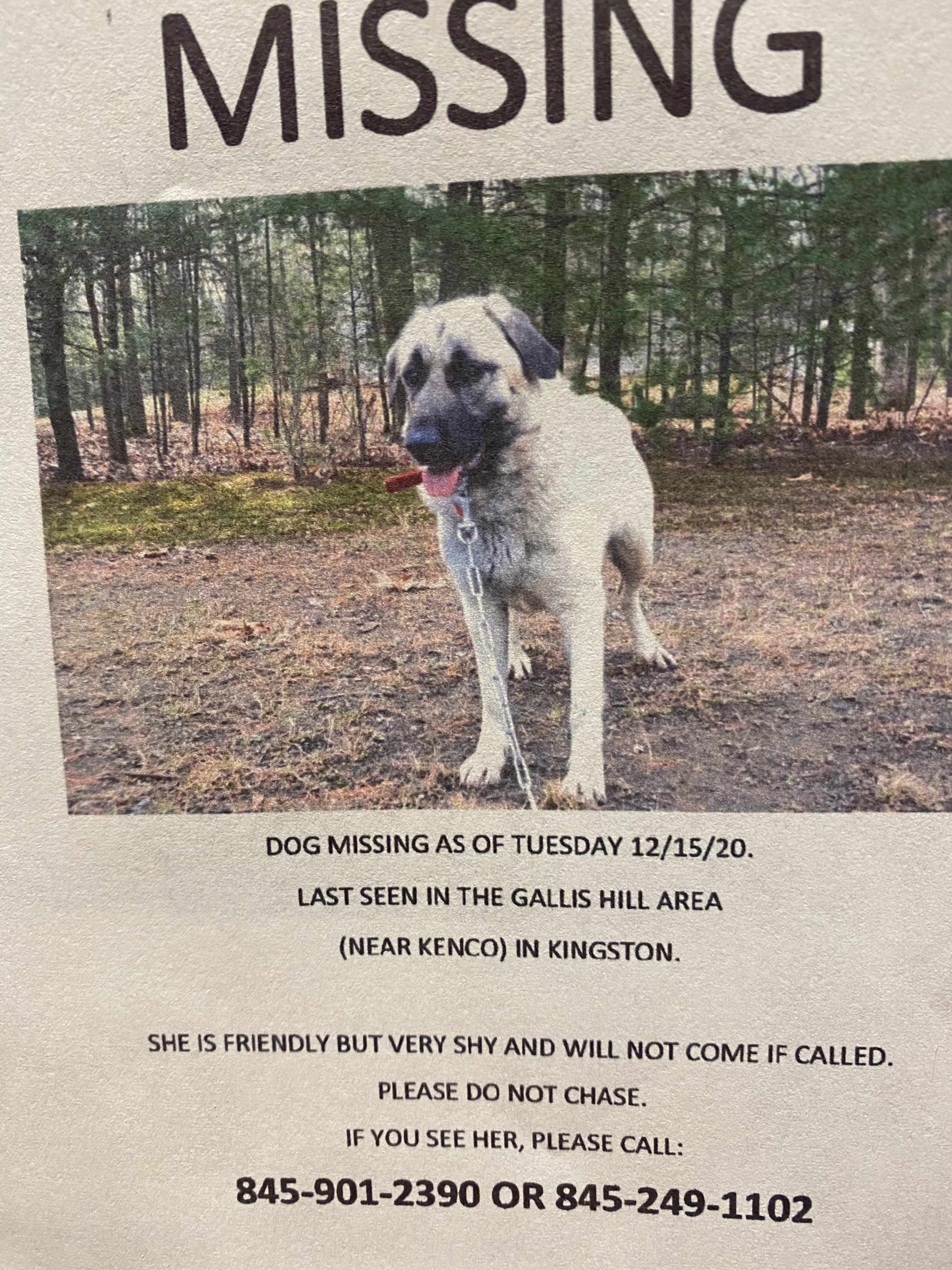 Missing dog in Kingston! | Scrolller