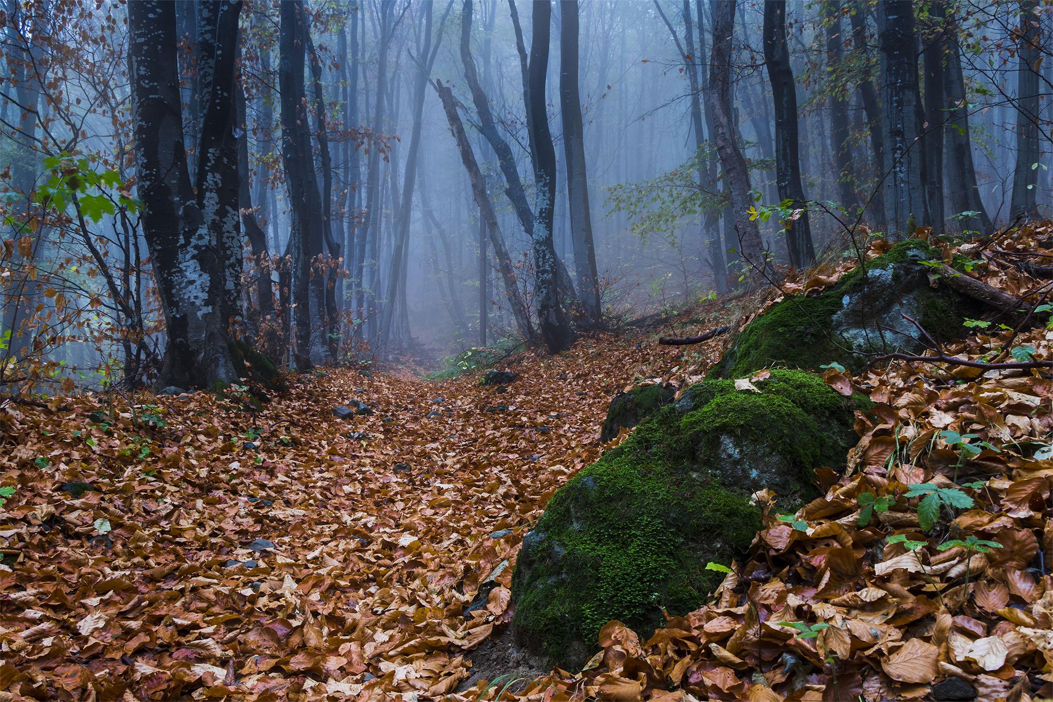Misty forest near Sofia, Bulgaria | Scrolller