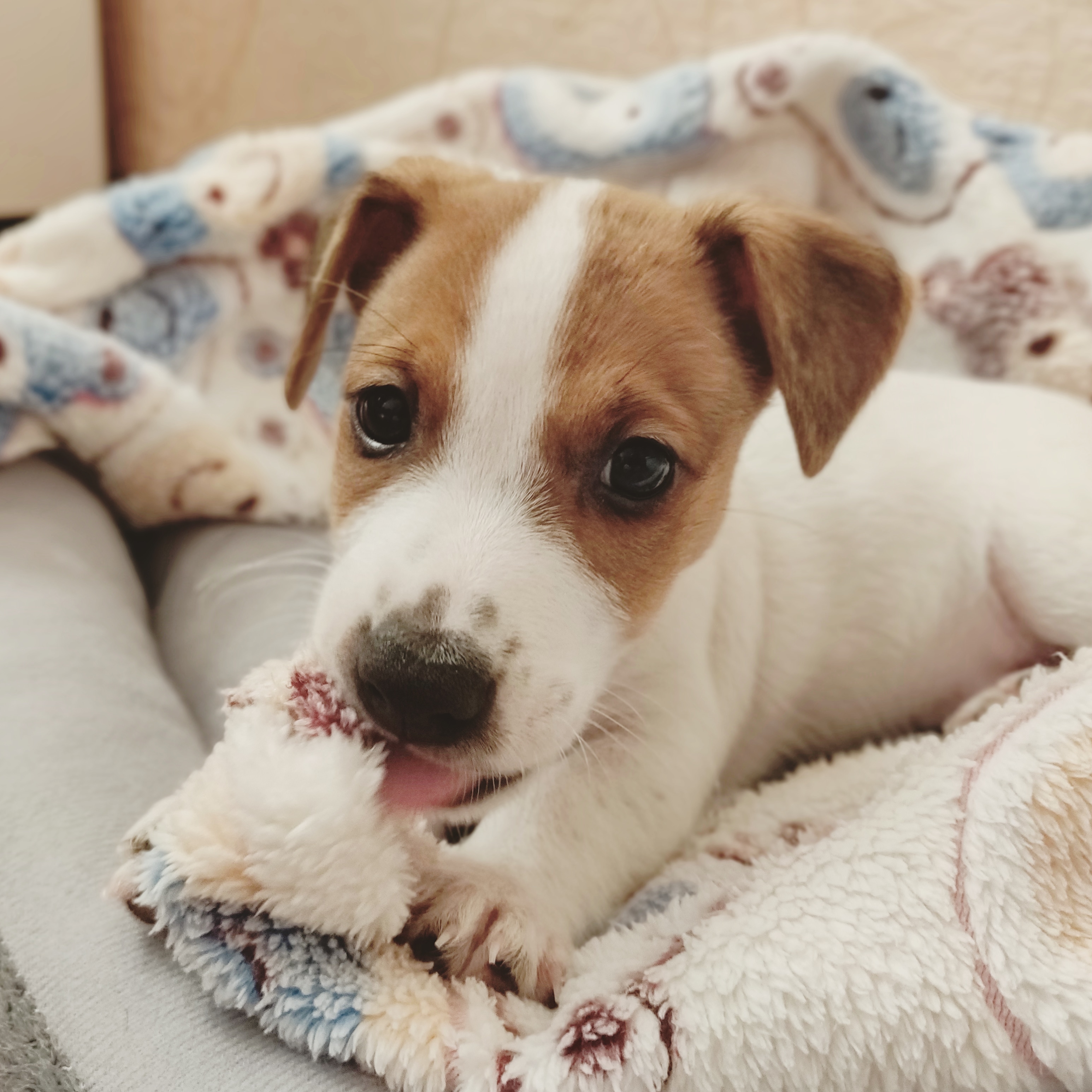 Mlem mlem Mikey. | Scrolller