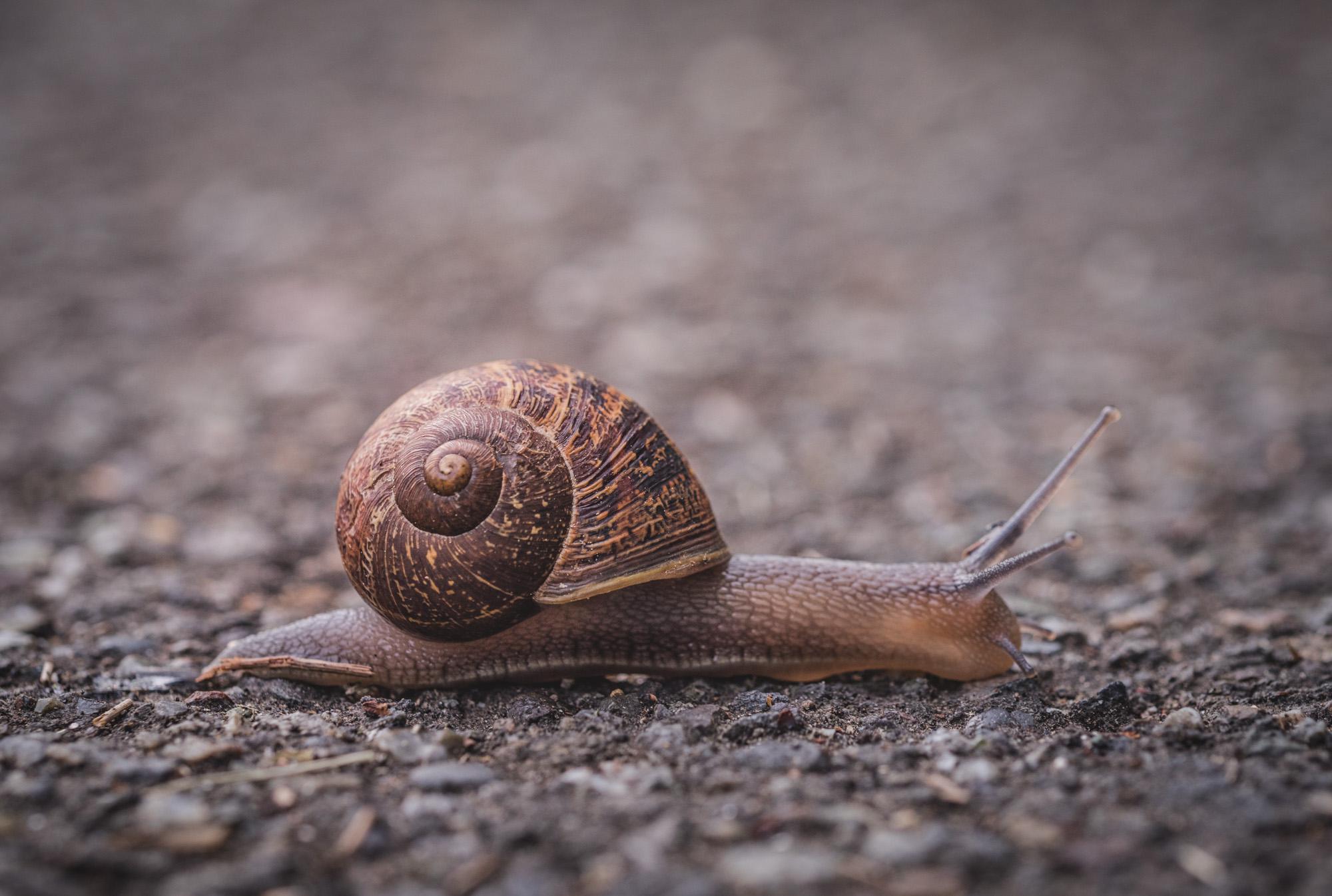Mobile Home: Lumix GX8/Olympus 60 Macro | Scrolller