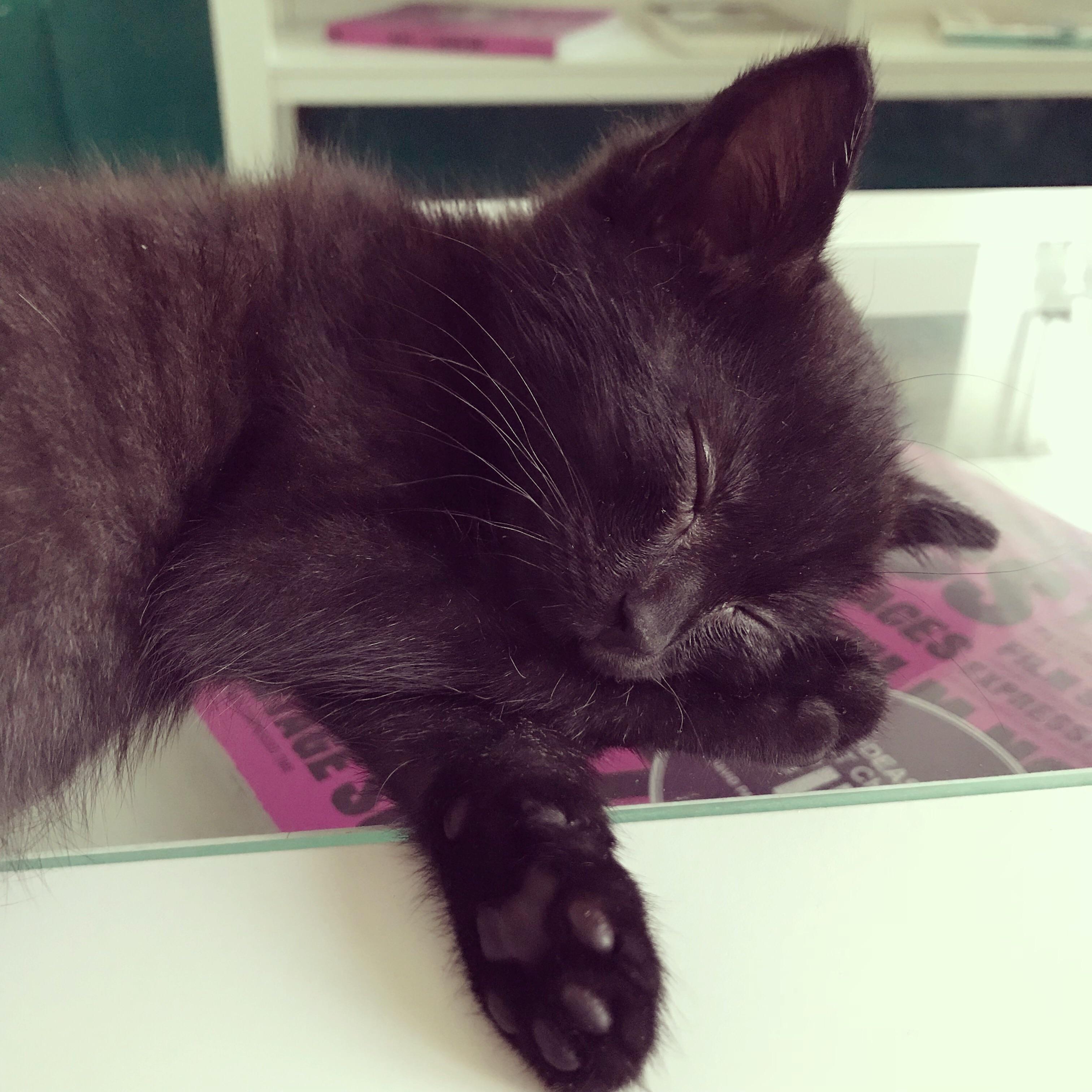 Mochi’s sleepy baby beans | Scrolller