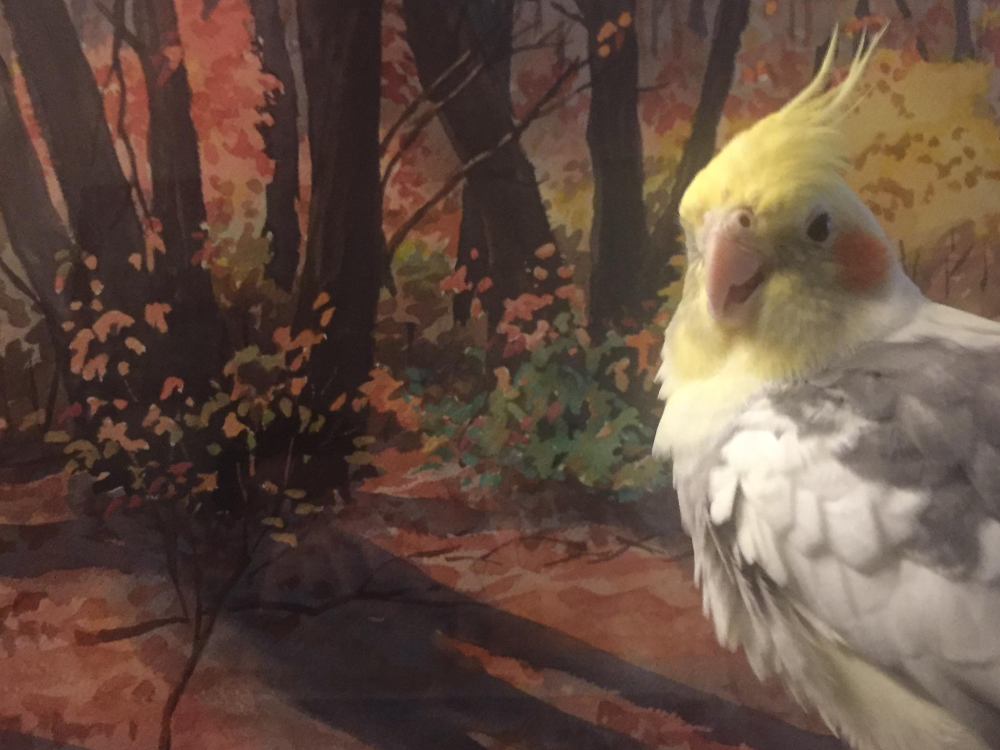 Model birb | Scrolller