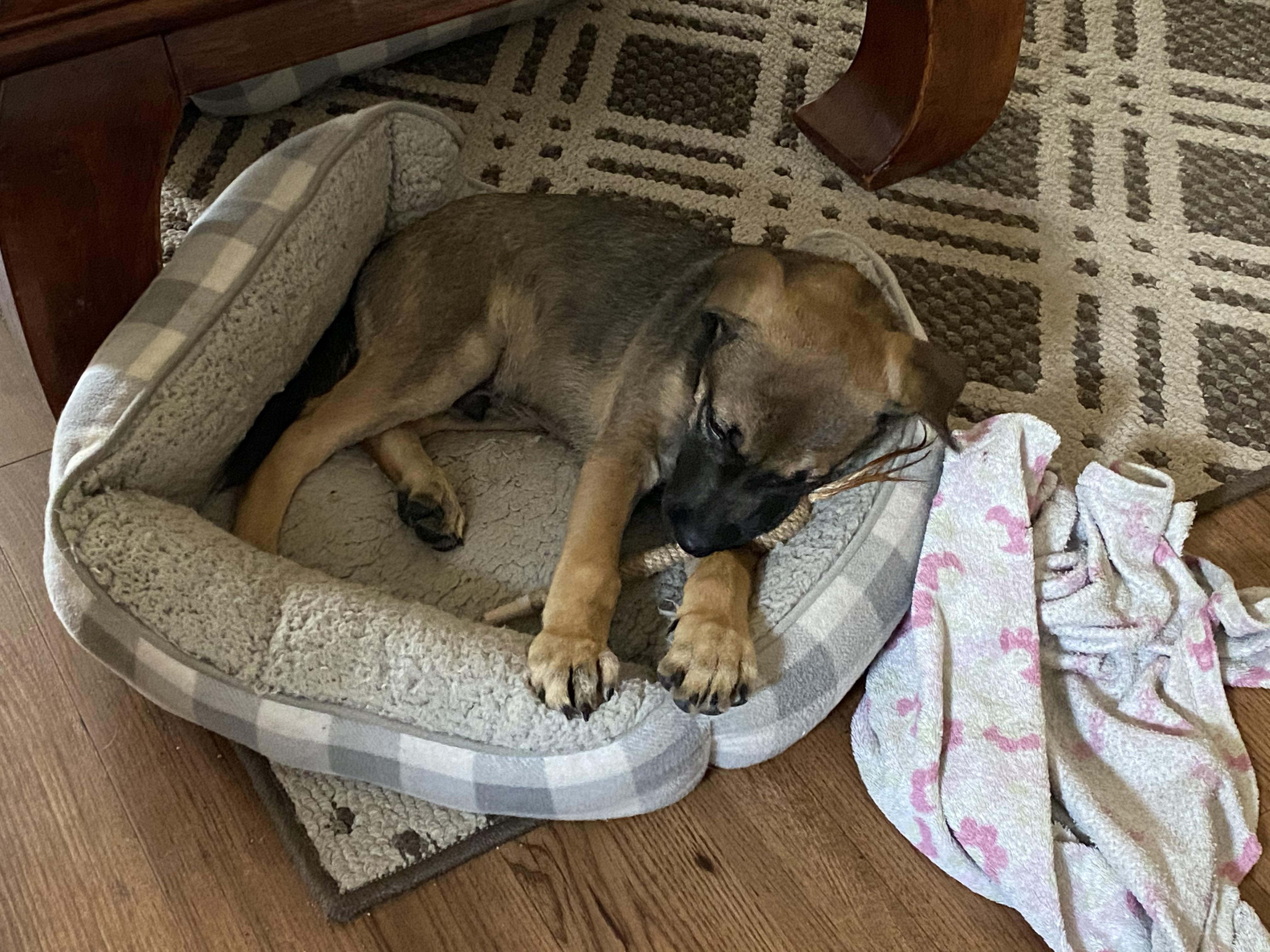 Mods are asleep, post stolen cat beds | Scrolller