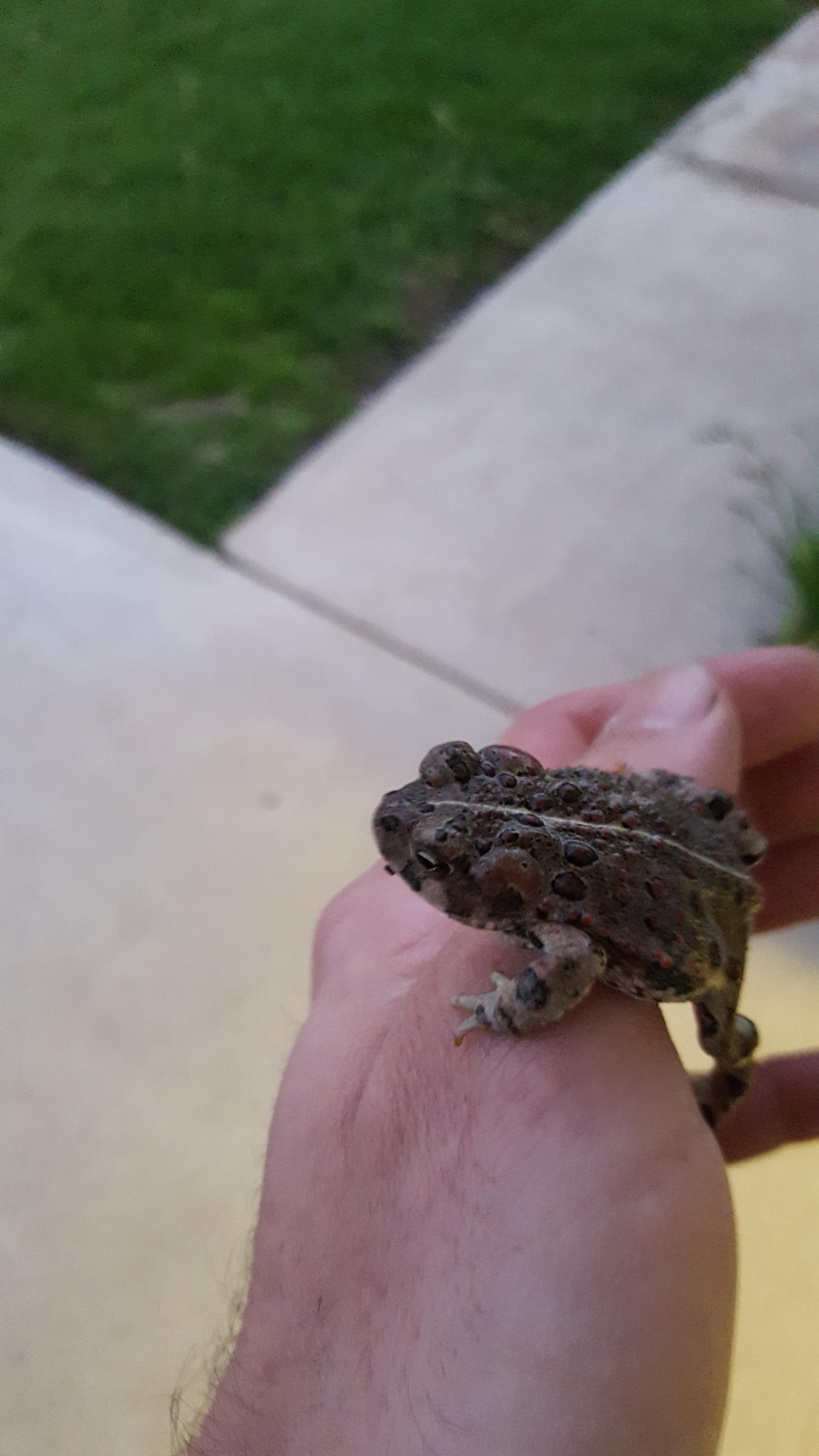 Mods are asleep, post your toads! | Scrolller