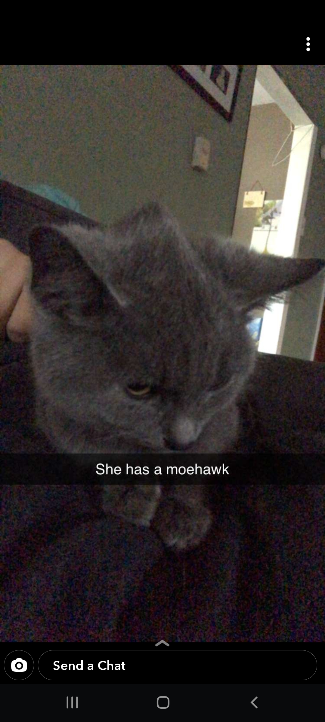 Mohawk cat.. my friend sent me this | Scrolller