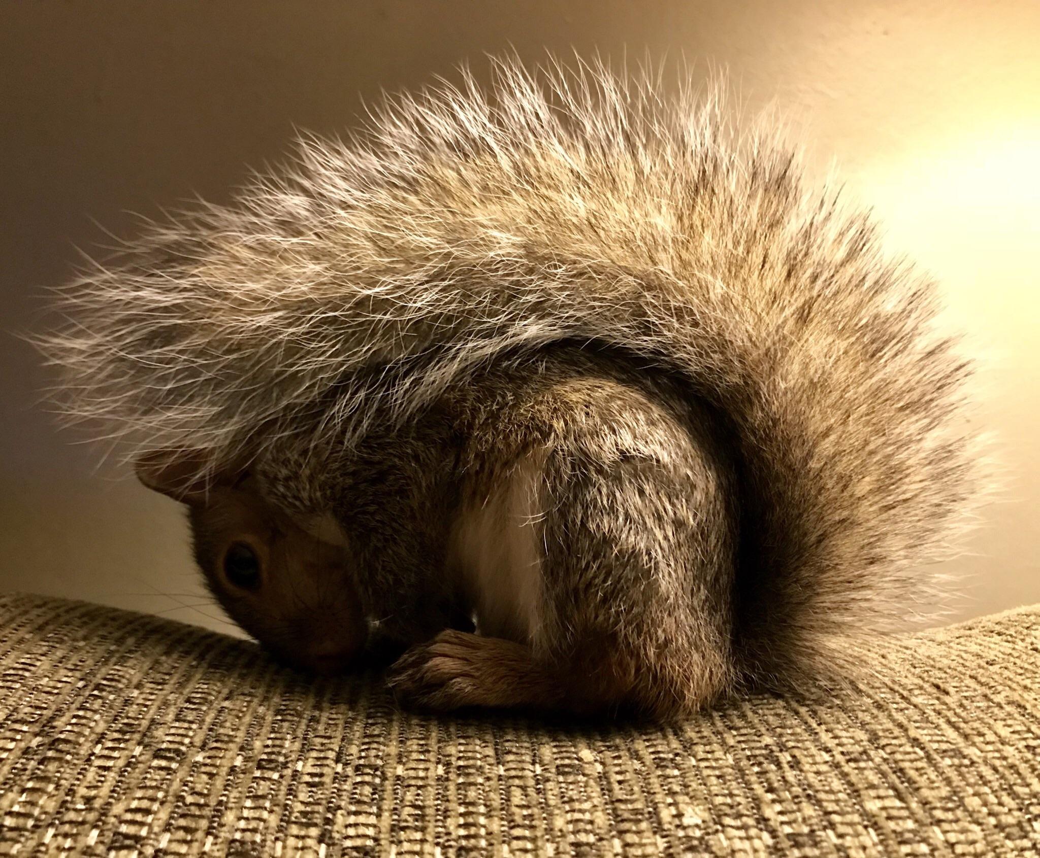 Mohawk squirrel!! | Scrolller