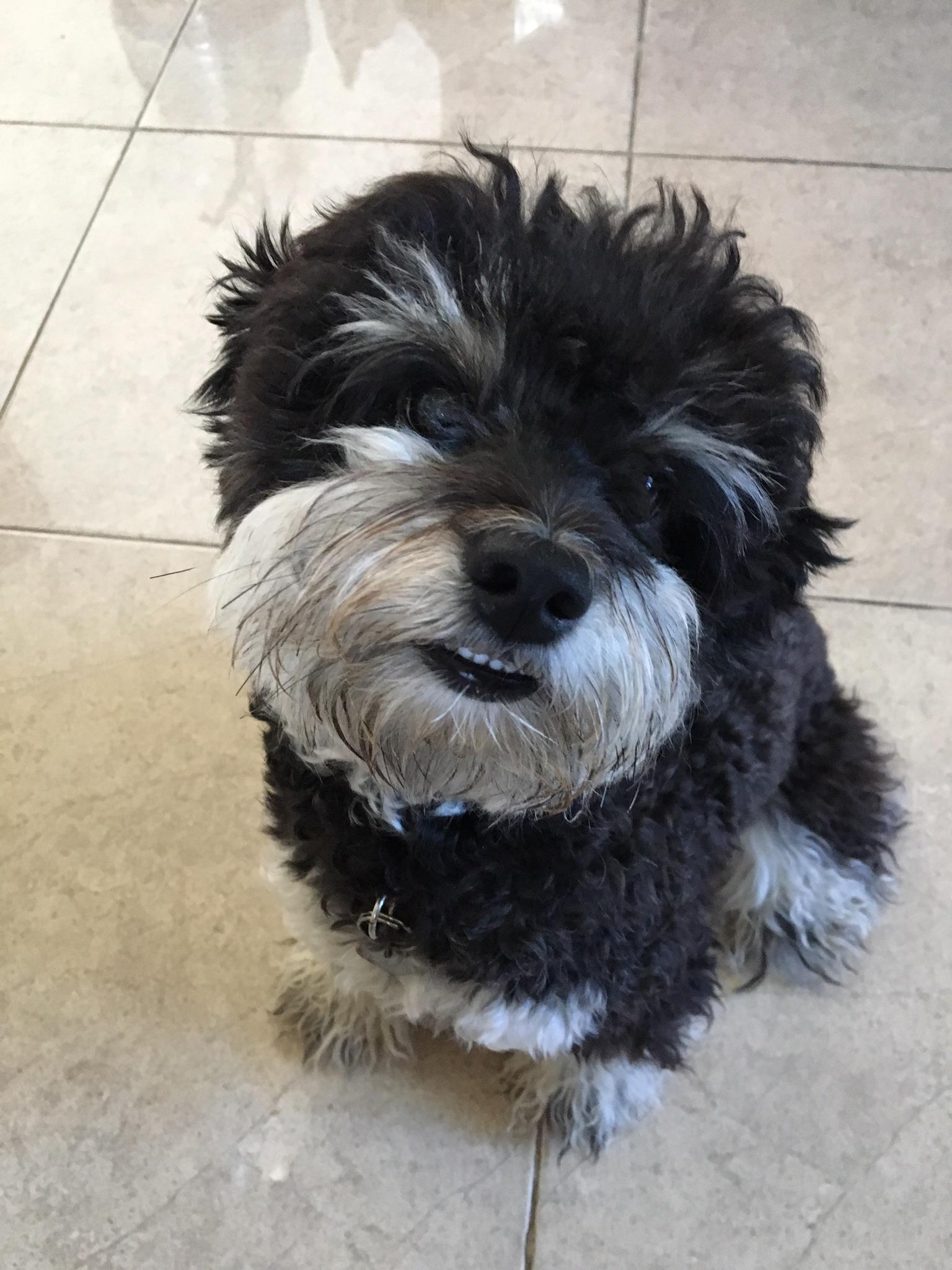 Molly and her unkept eyebrows | Scrolller