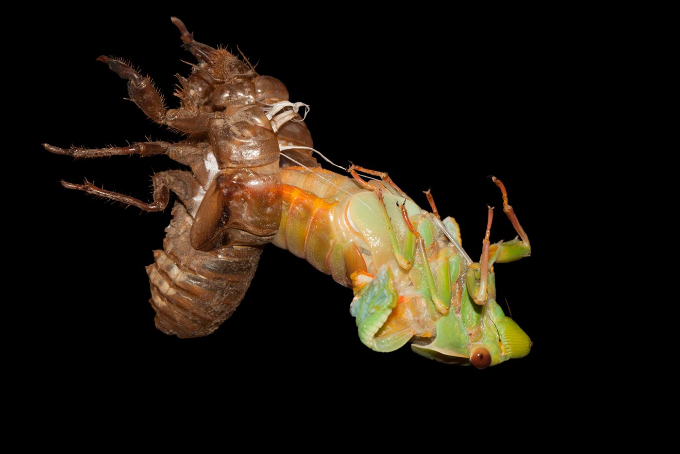 Molting Cicada | Scrolller