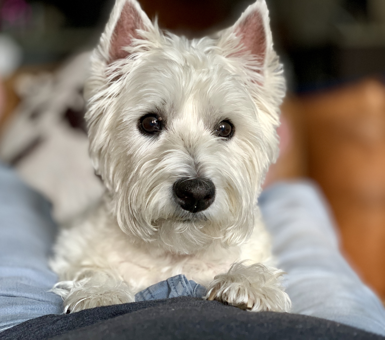 Momentarily a Lap Dog | Scrolller