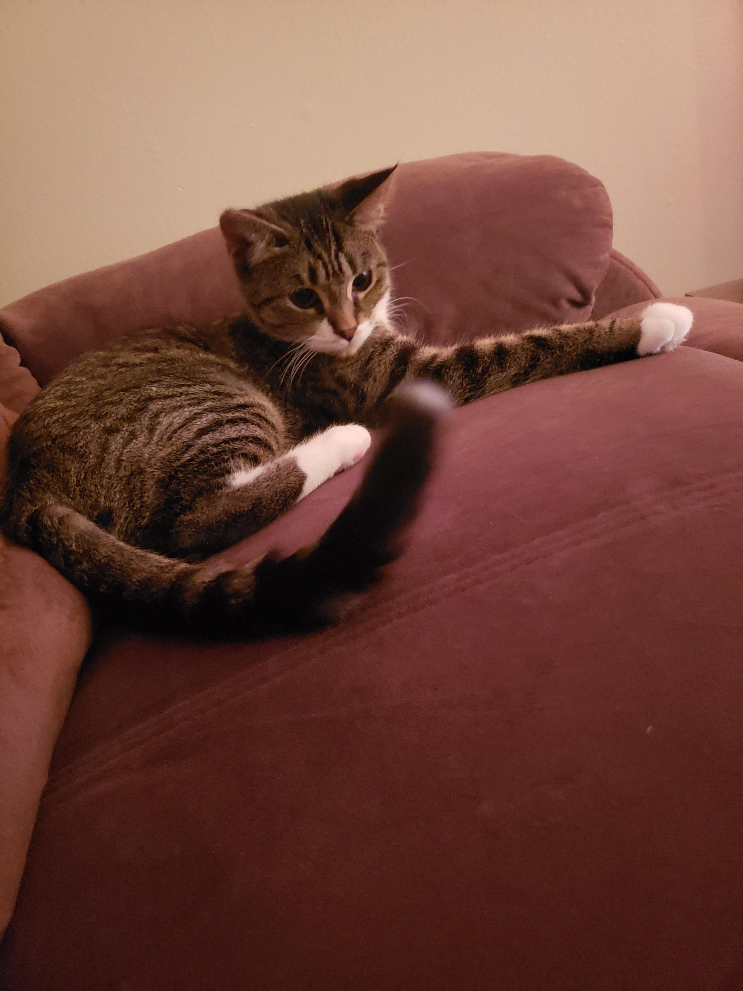 Moments before she pounced on her own tail. | Scrolller