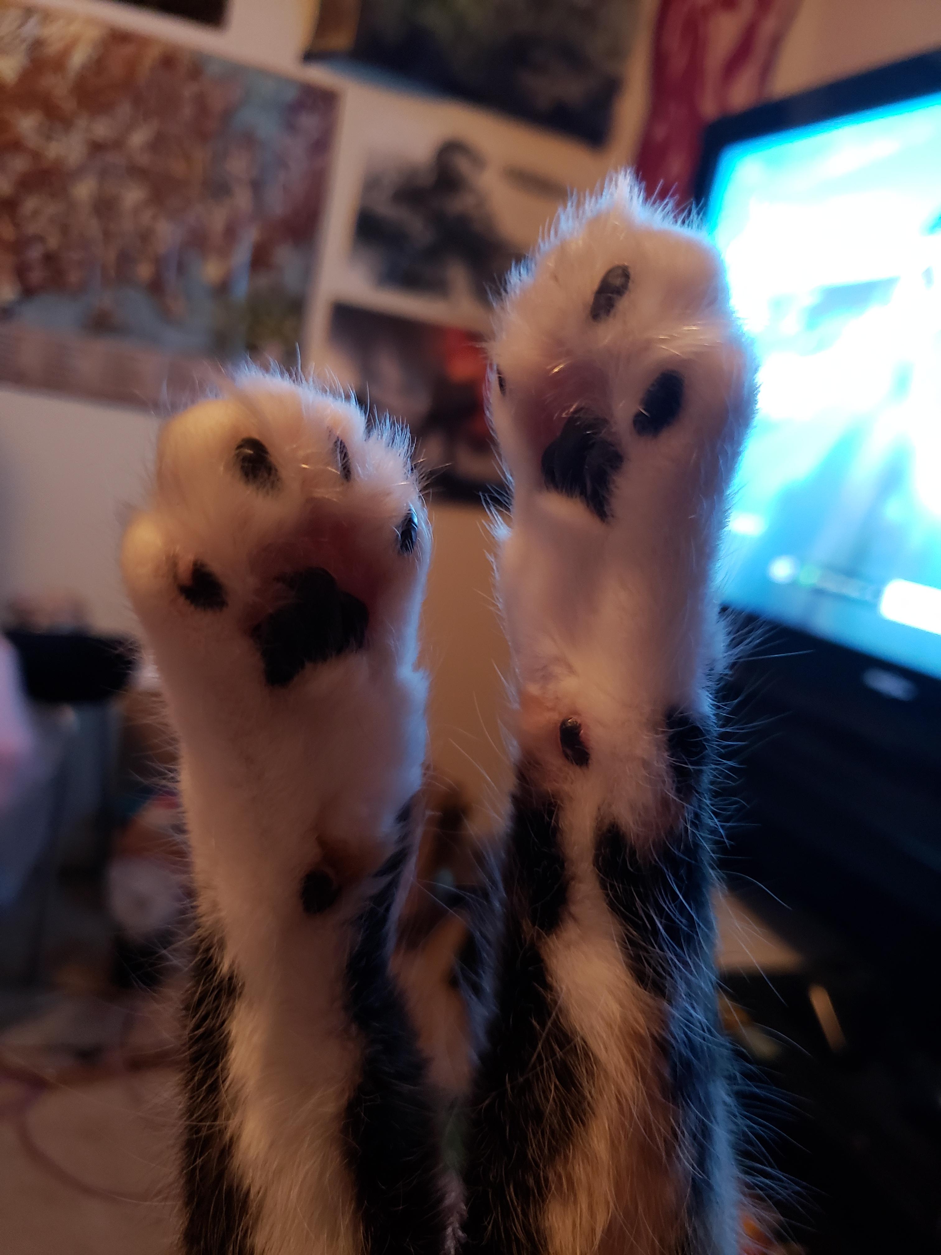 MoMo showing off her jelly bean toes | Scrolller