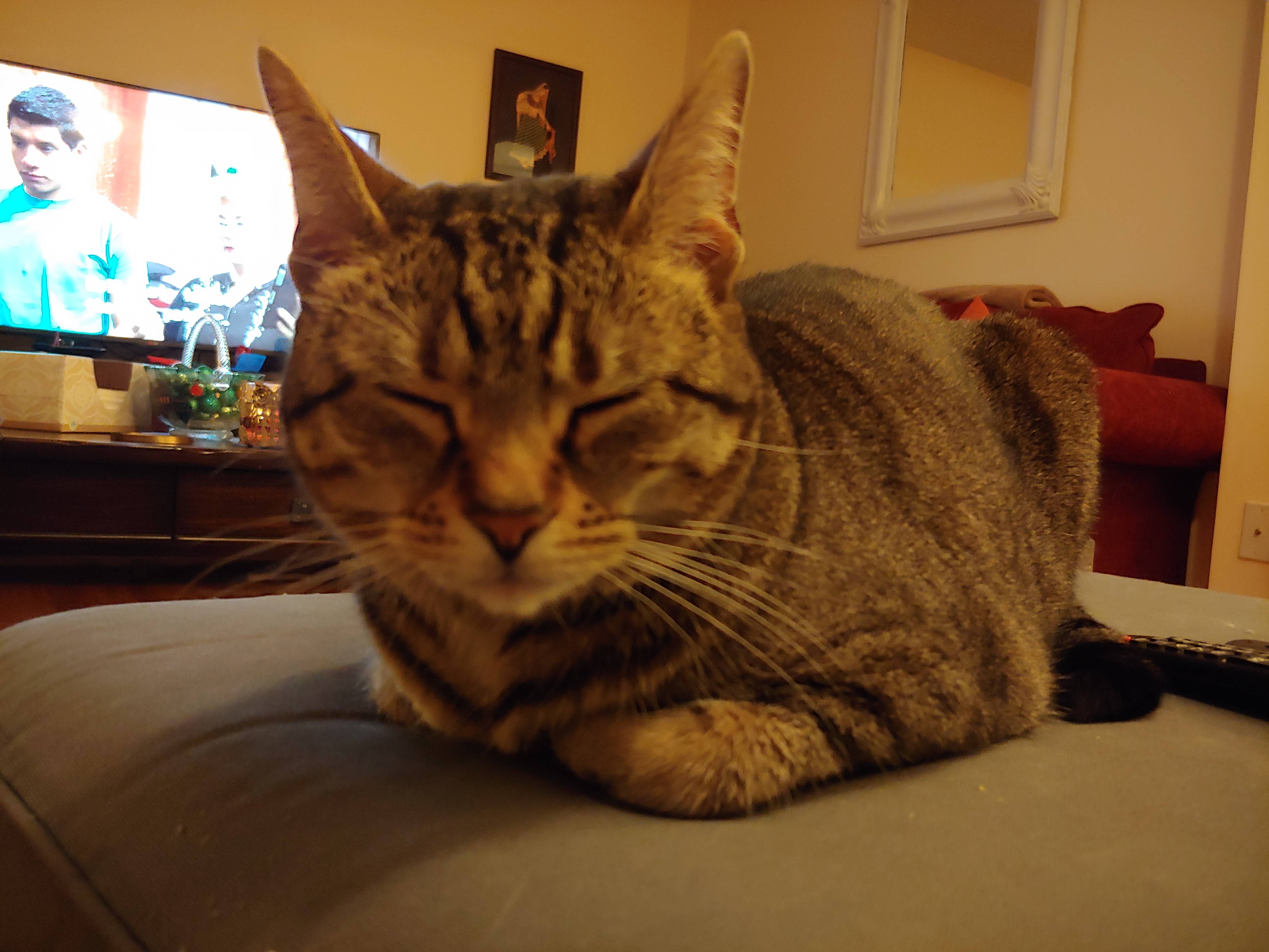 Momo the tiny sleepy tabby. | Scrolller