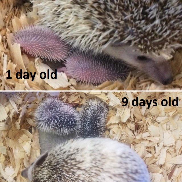 Mom's first hoglets are growing up nicely! | Scrolller