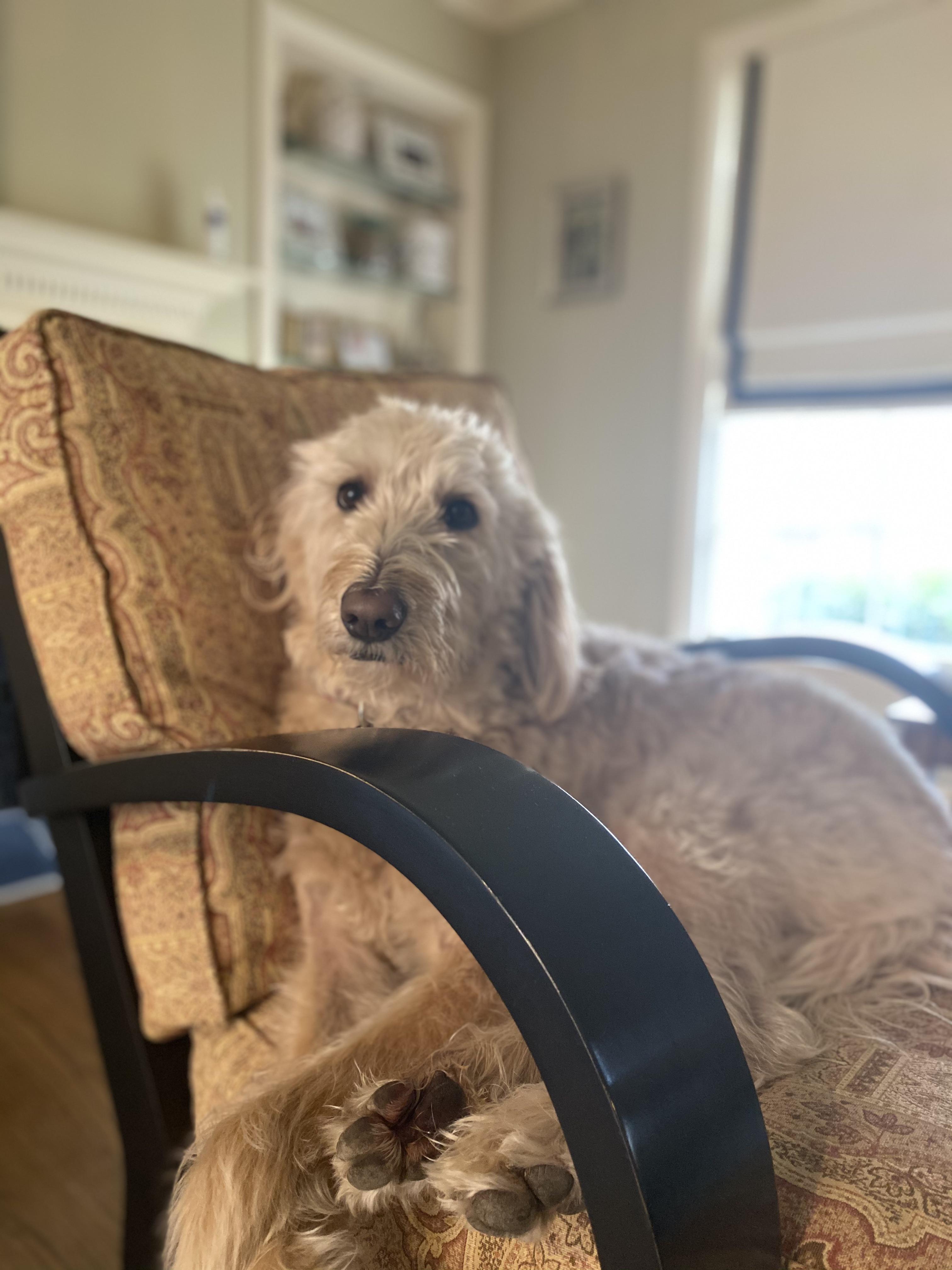 Mona doggy | Scrolller