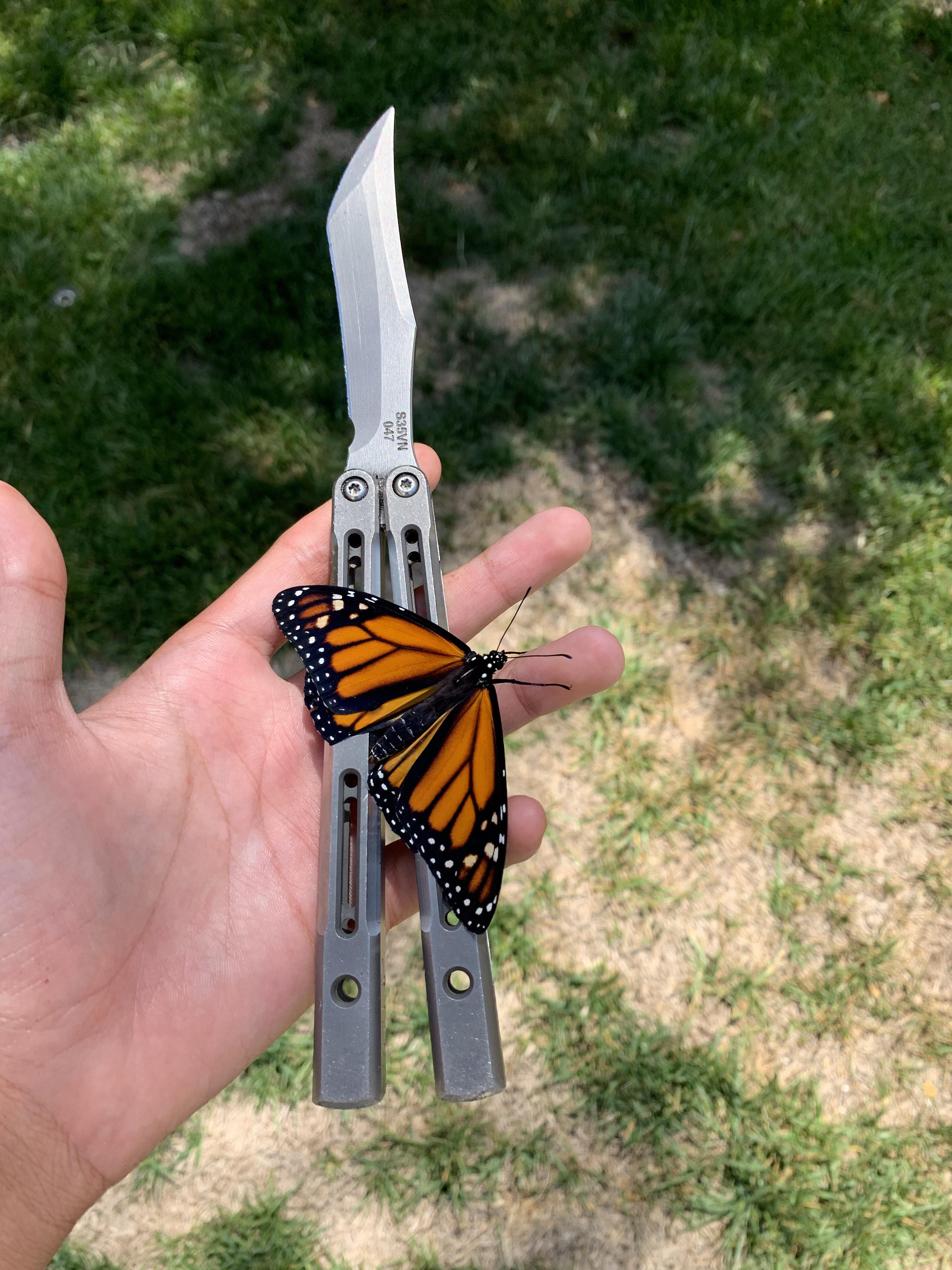 monarch and monarch | Scrolller