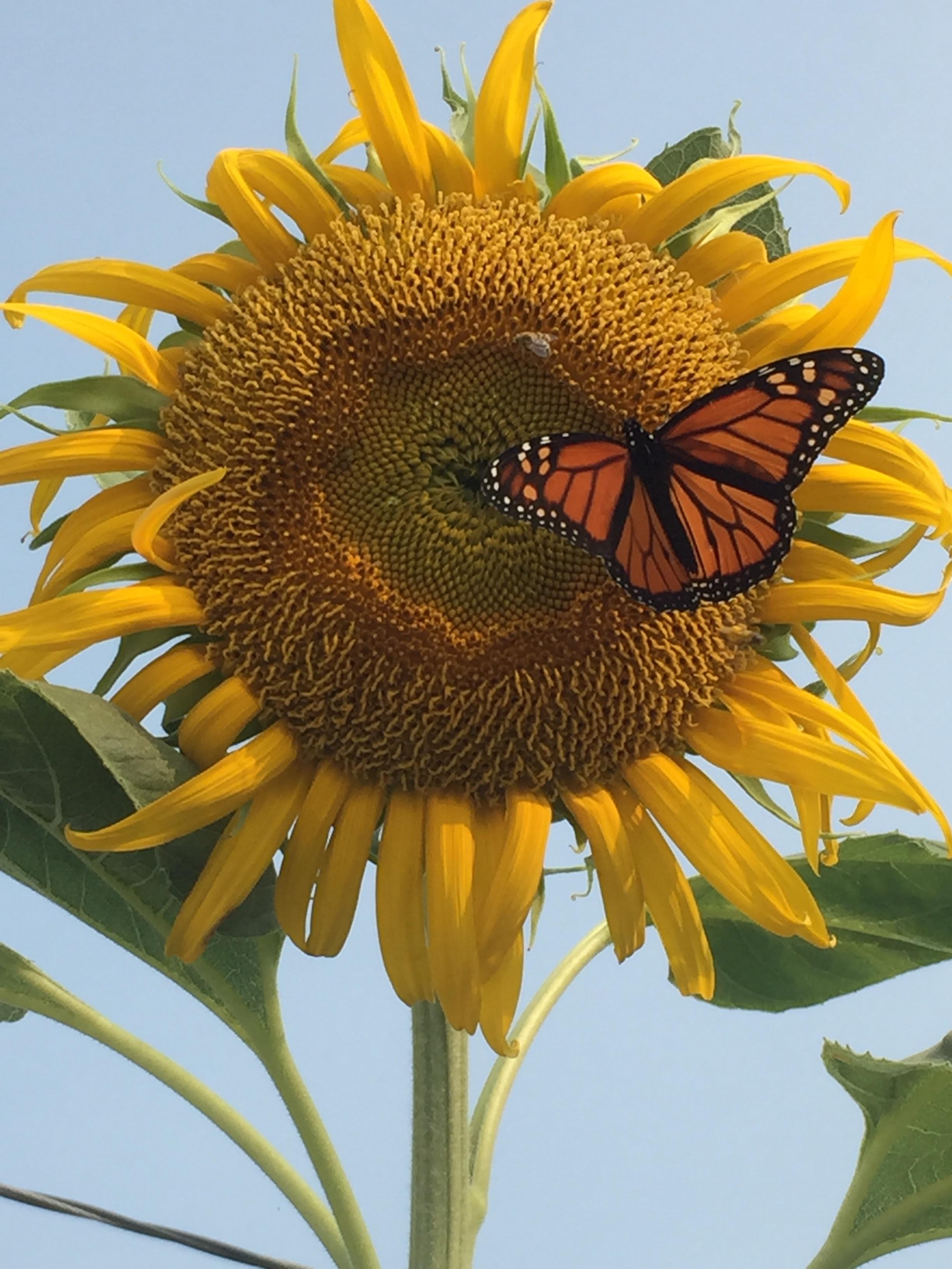 Monarch having a snack. | Scrolller