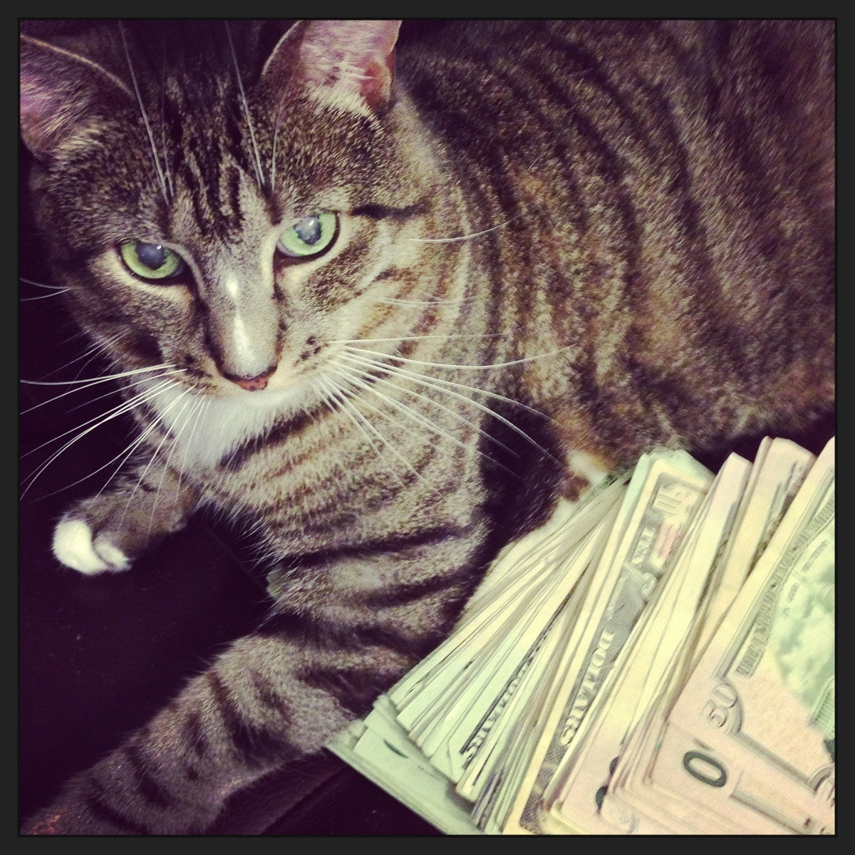 Money Cats Hos | Scrolller