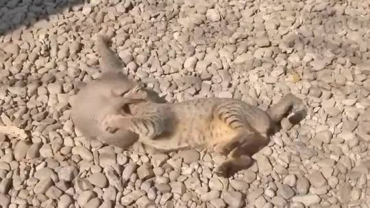 Mongoose and feral cat | Scrolller