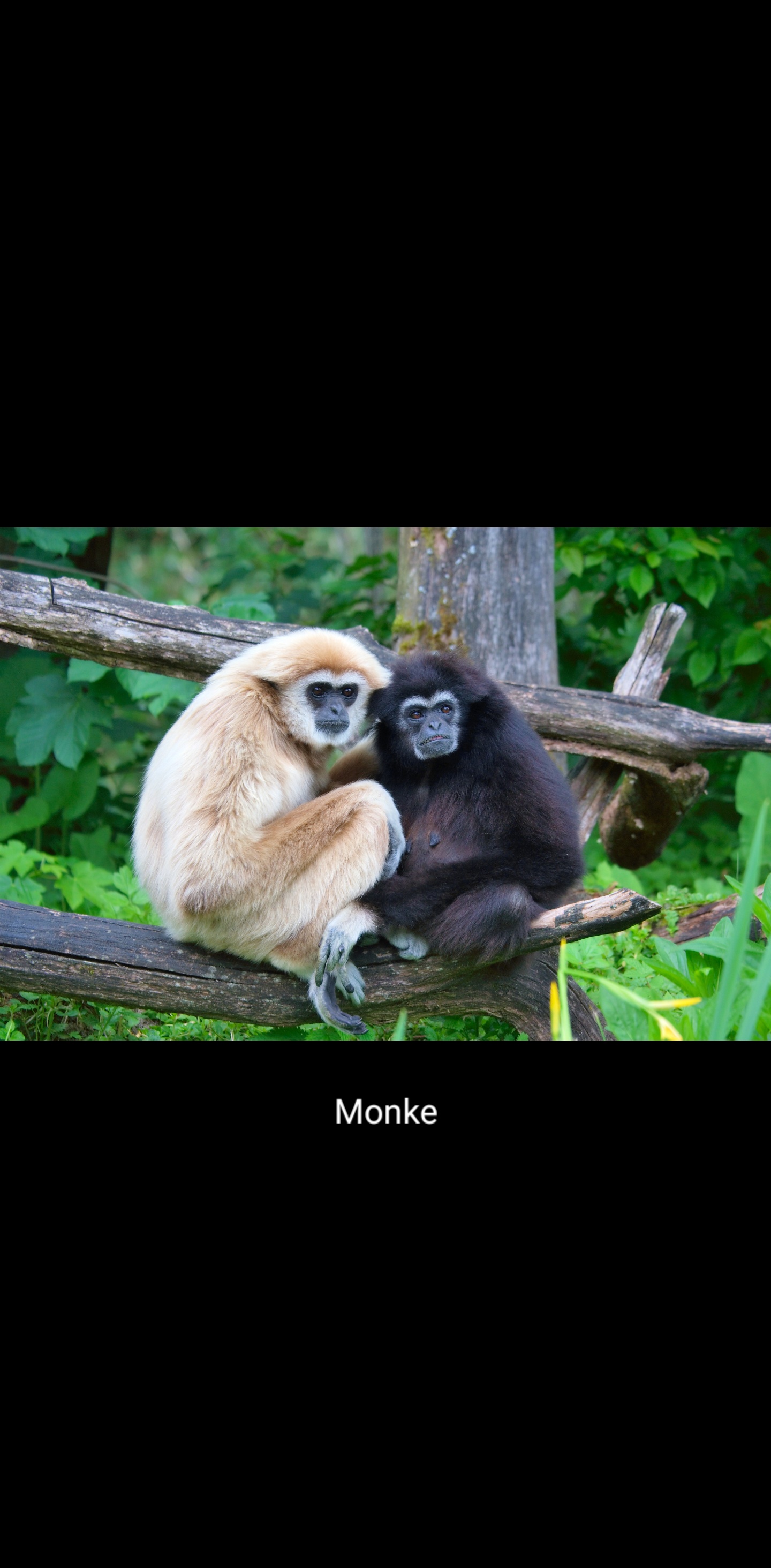 Monke | Scrolller