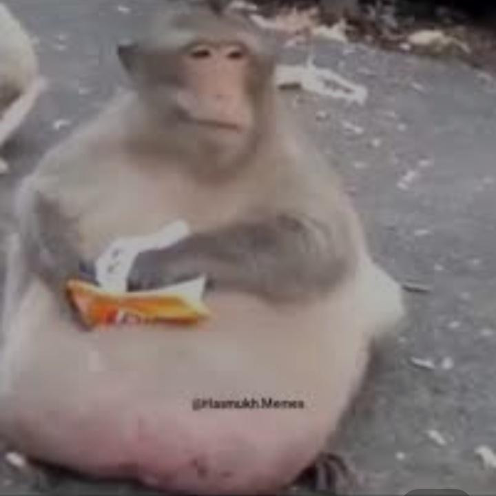 MONKE big monke | Scrolller