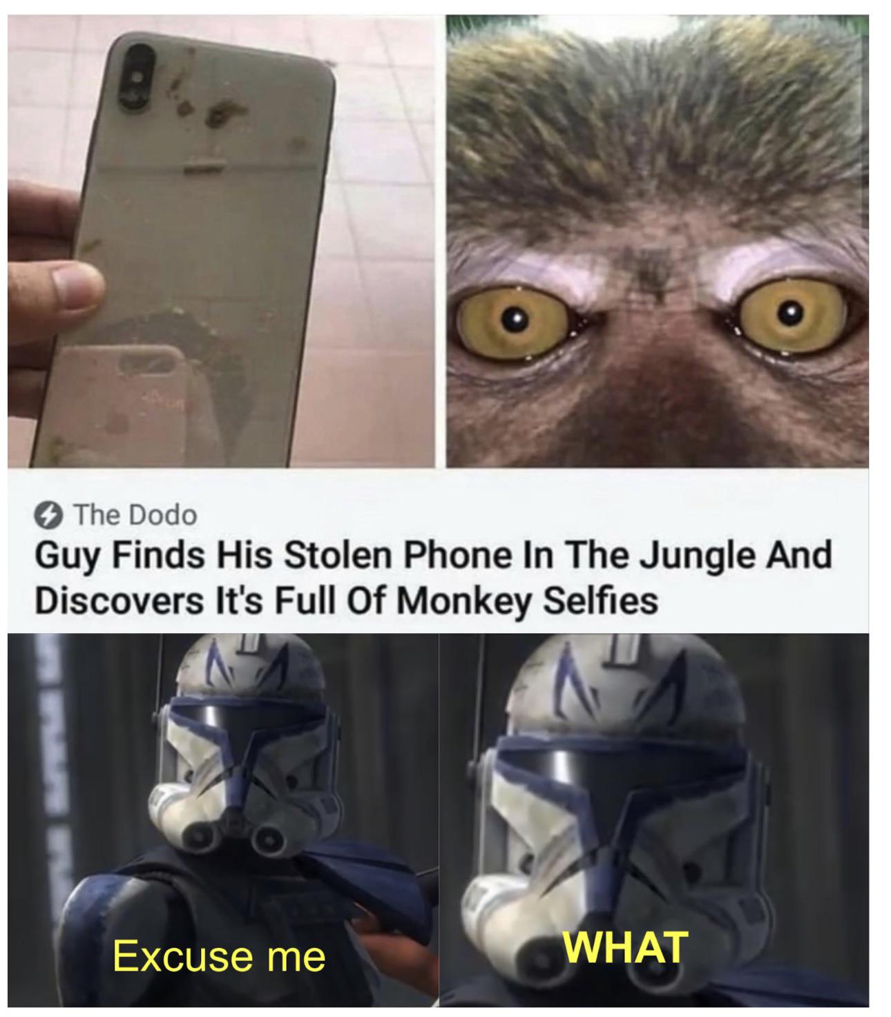 Monke evolution | Scrolller