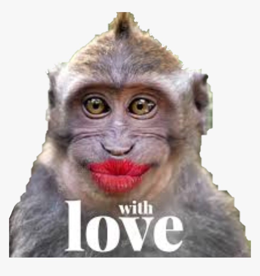 monke give kiss | Scrolller