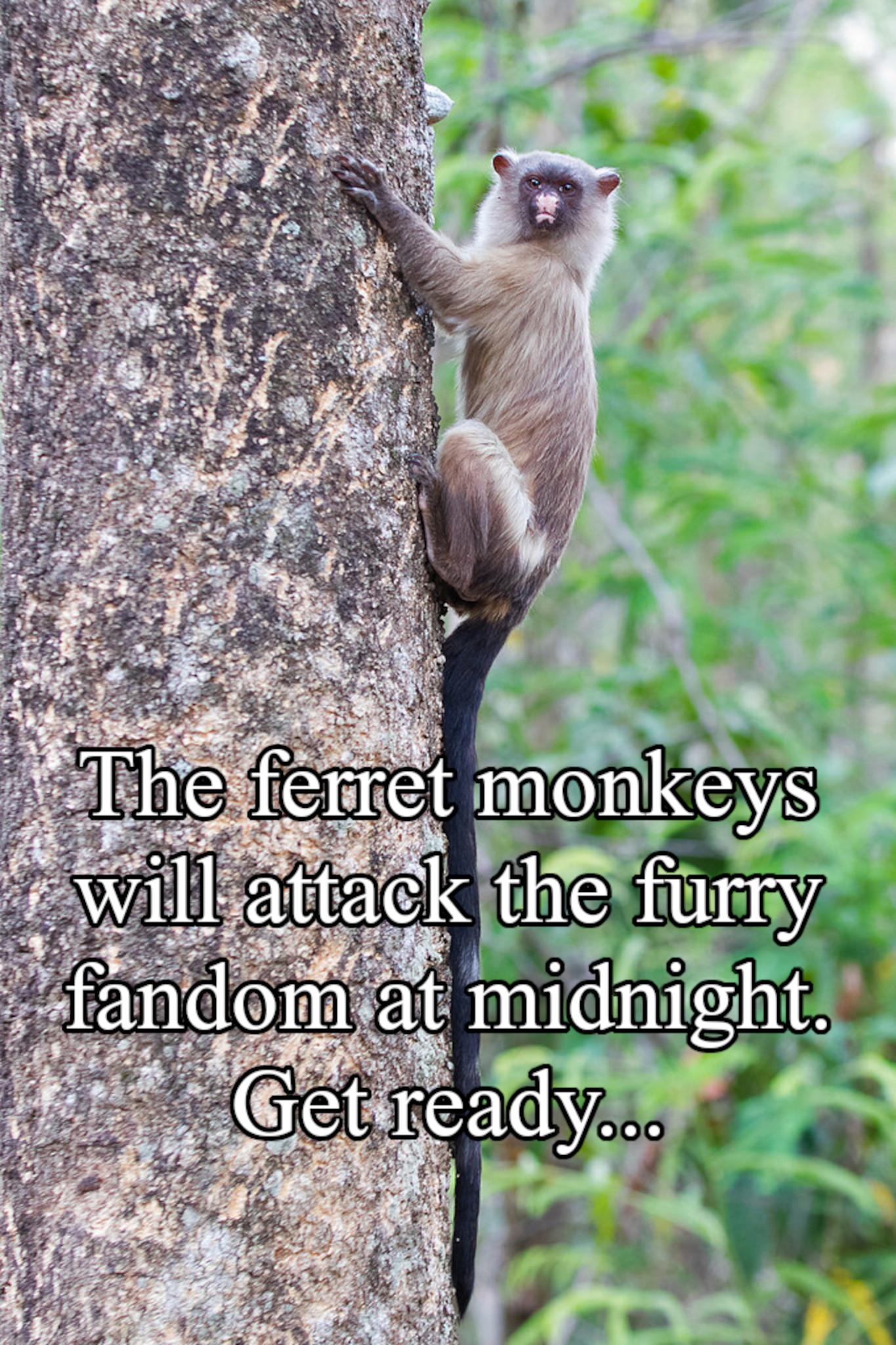 Monkey_irl | Scrolller