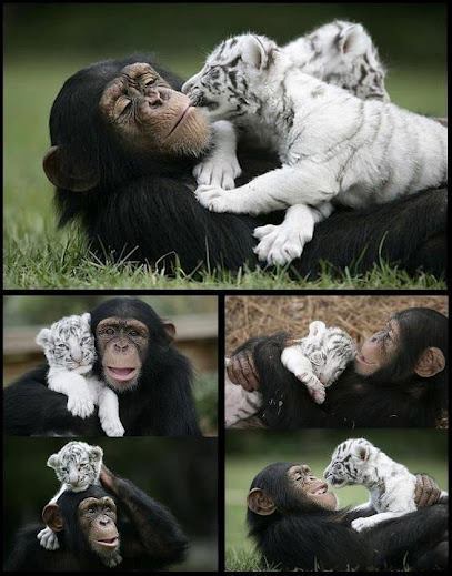 Monkey, White Tiger | Scrolller