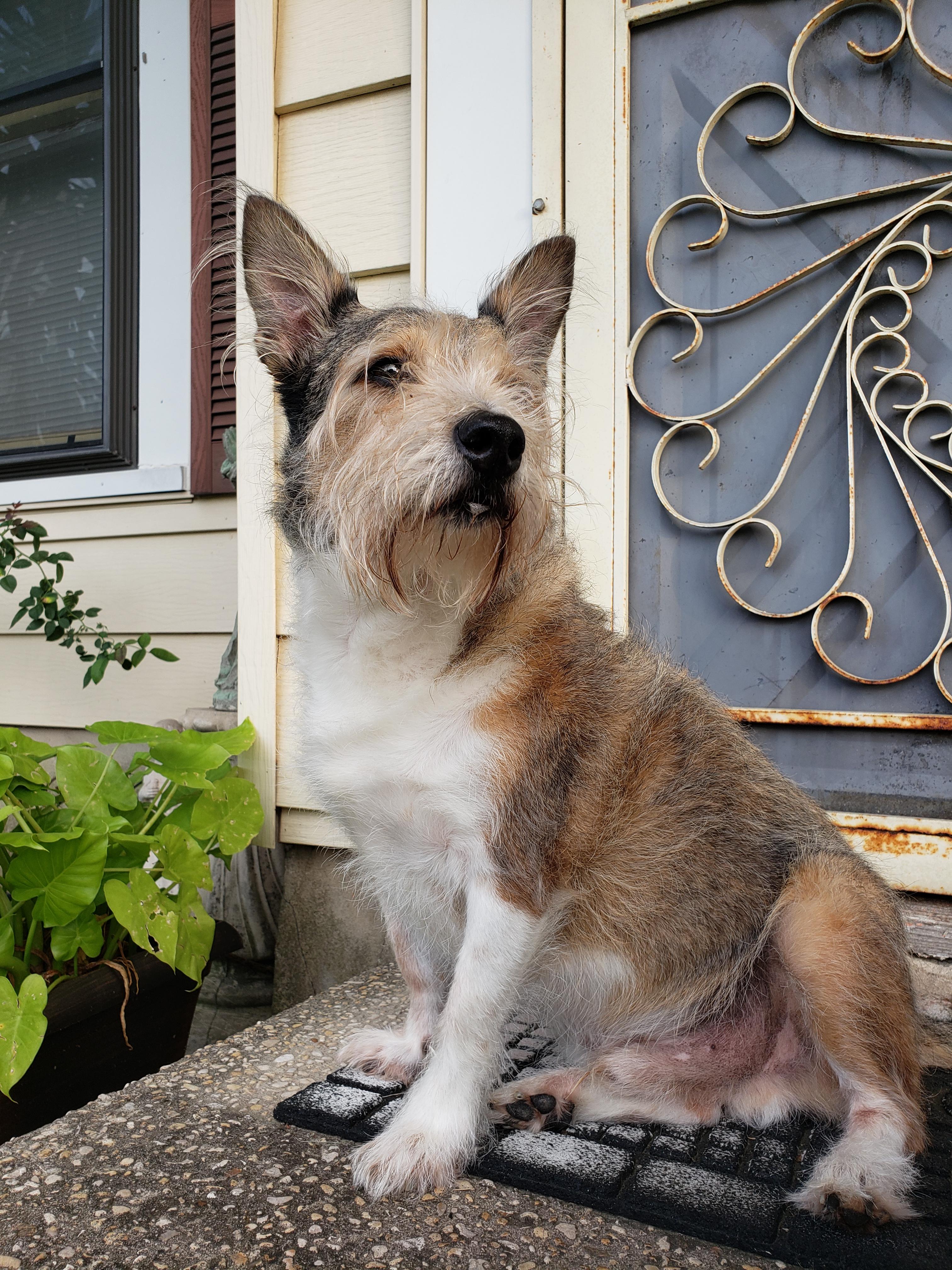 Monster, My Mutt | Scrolller