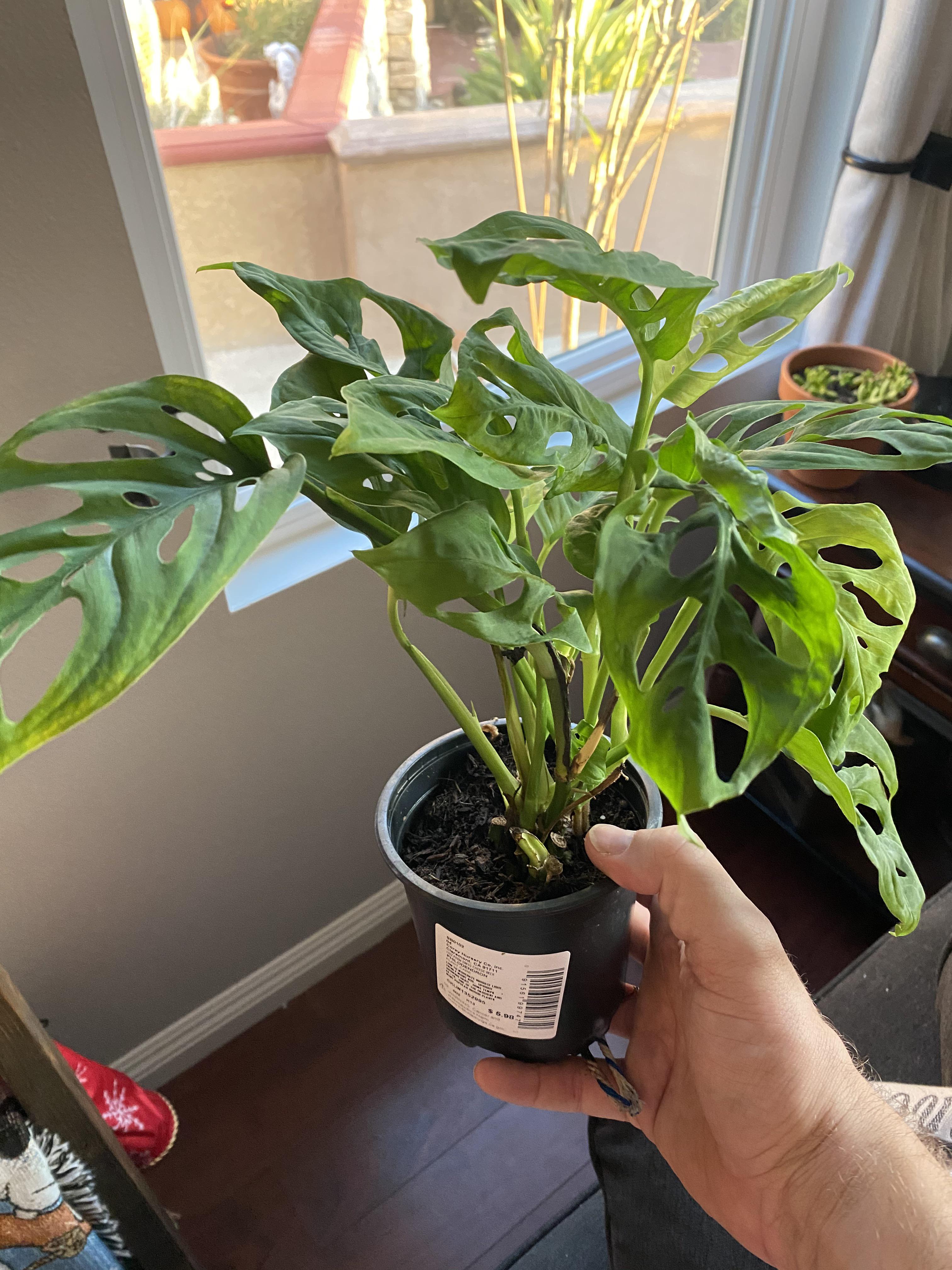 Monstera Adansonii for $5.98?!? Why, yes please! | Scrolller