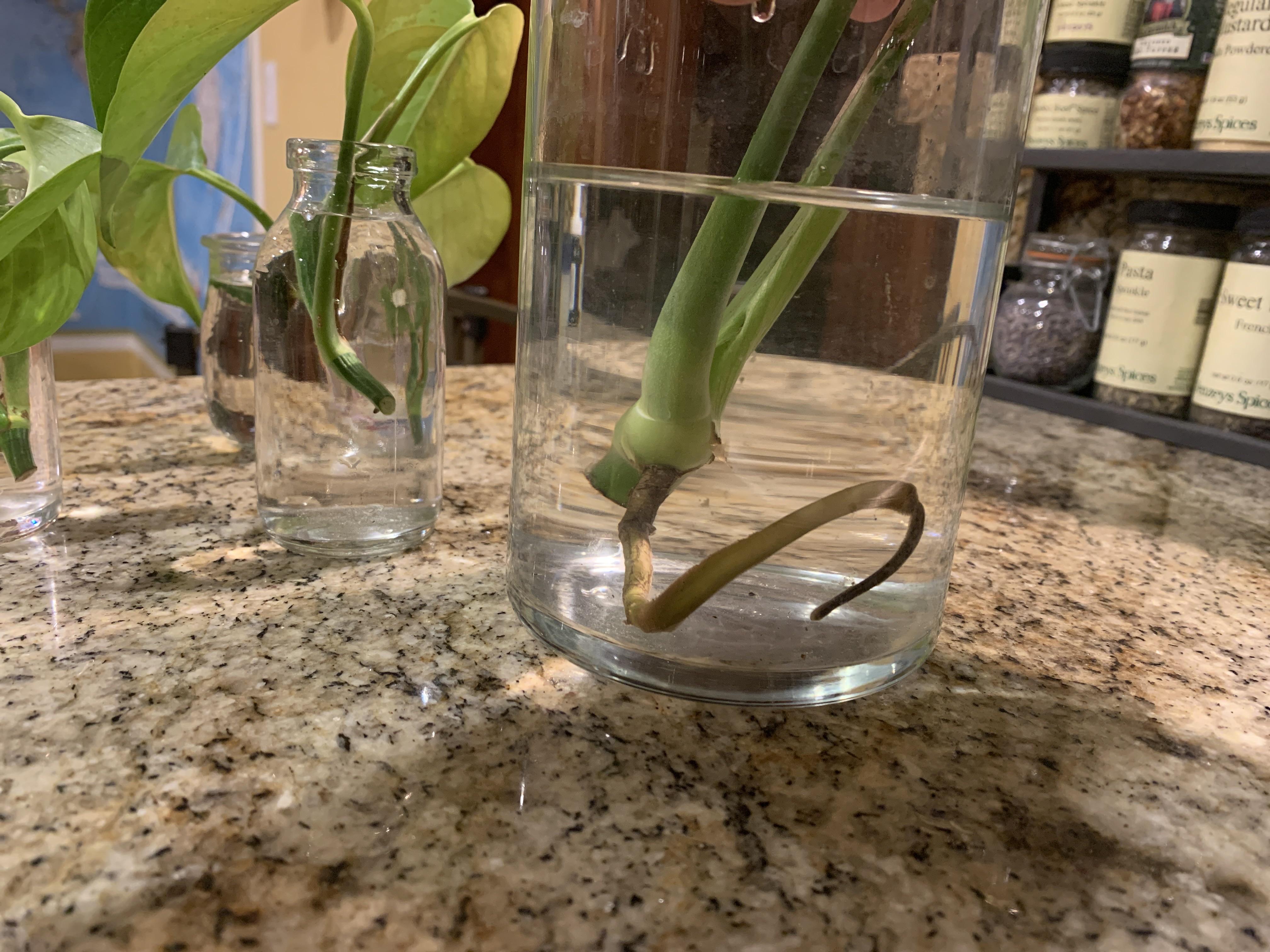 Monstera propagation - help? Is this root dead or what’s causing it to be black/brown? | Scrolller